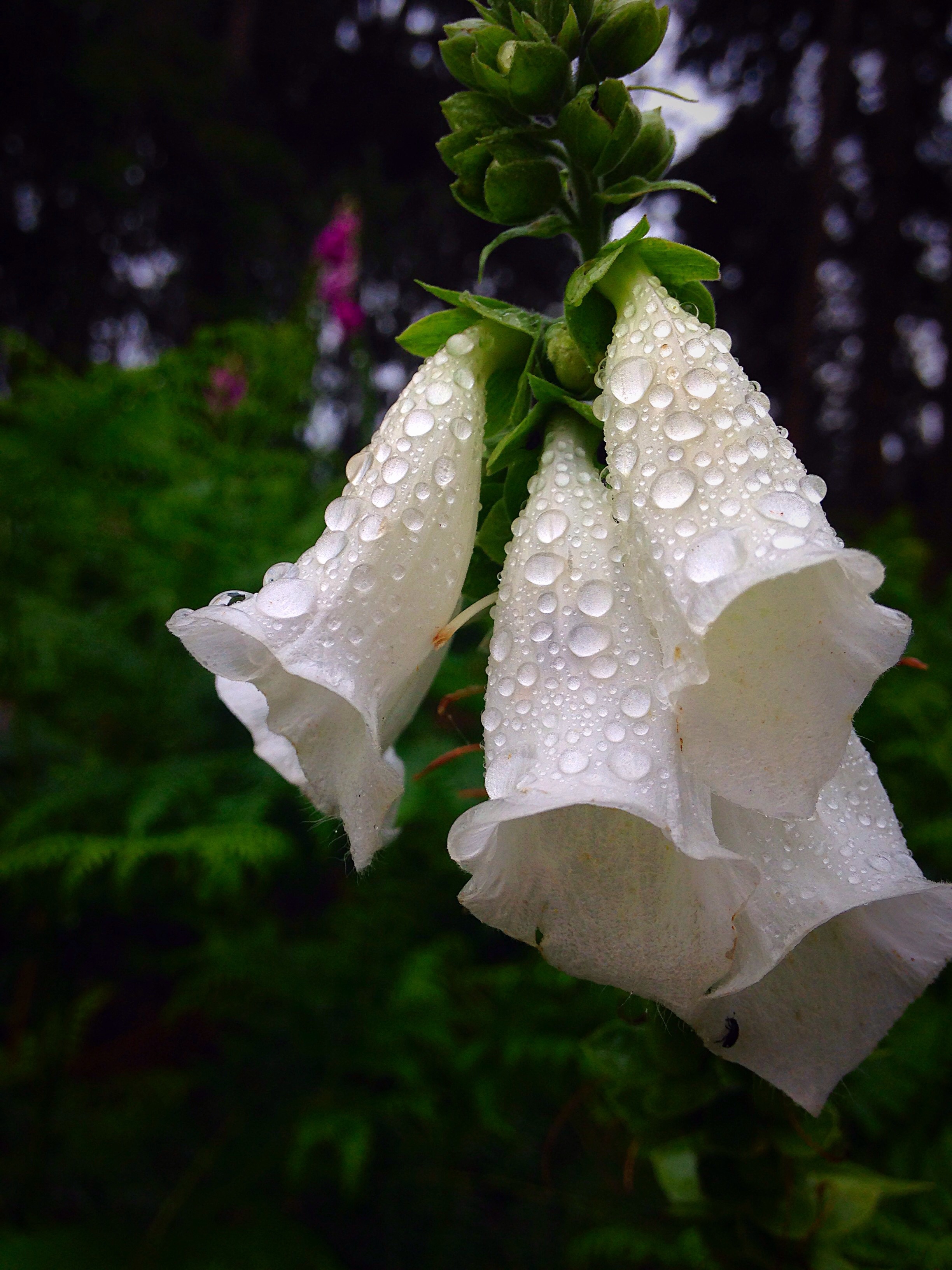 Foxgloves dew water free image download
