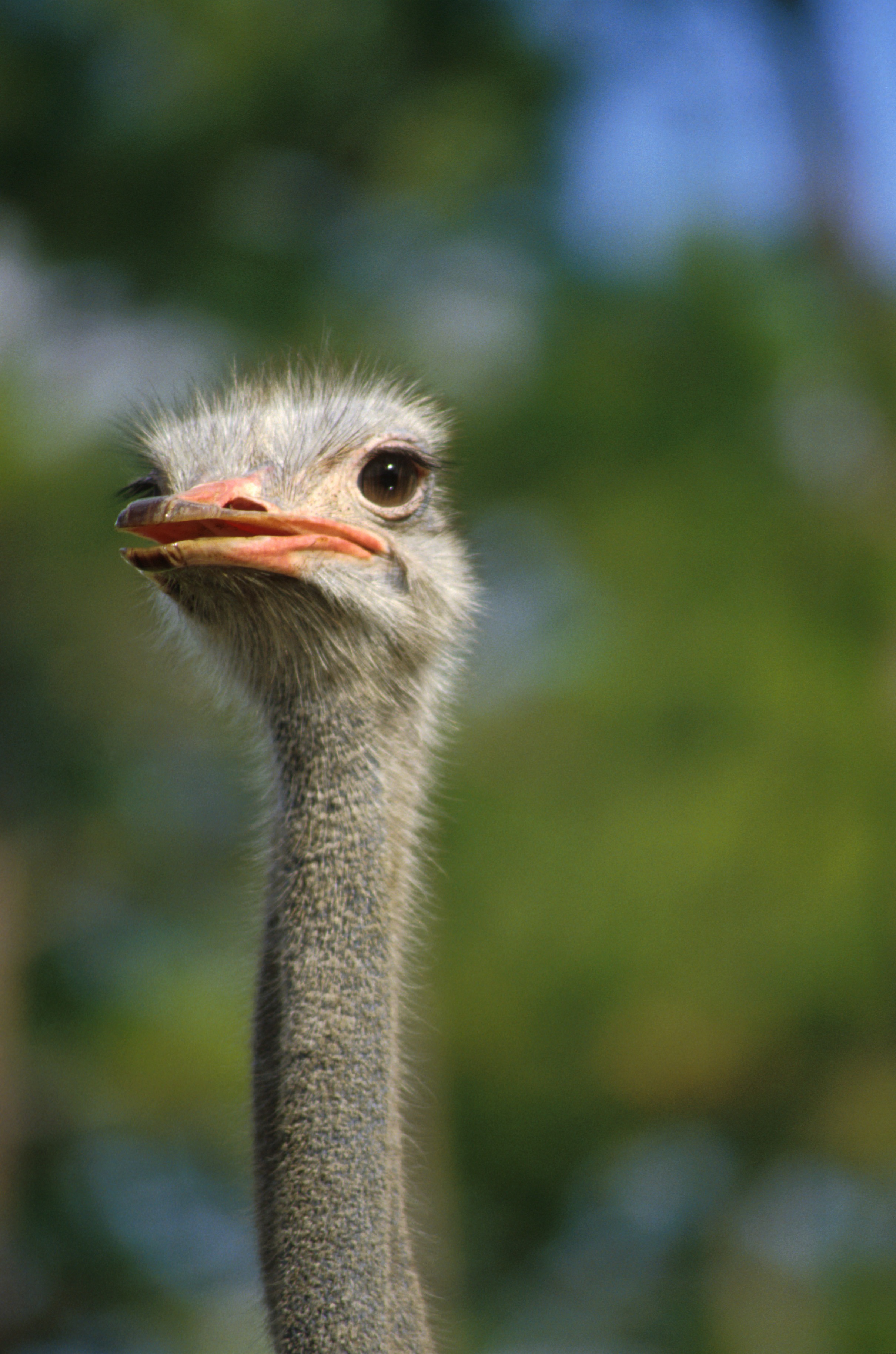 Ostrich with long neck free image download