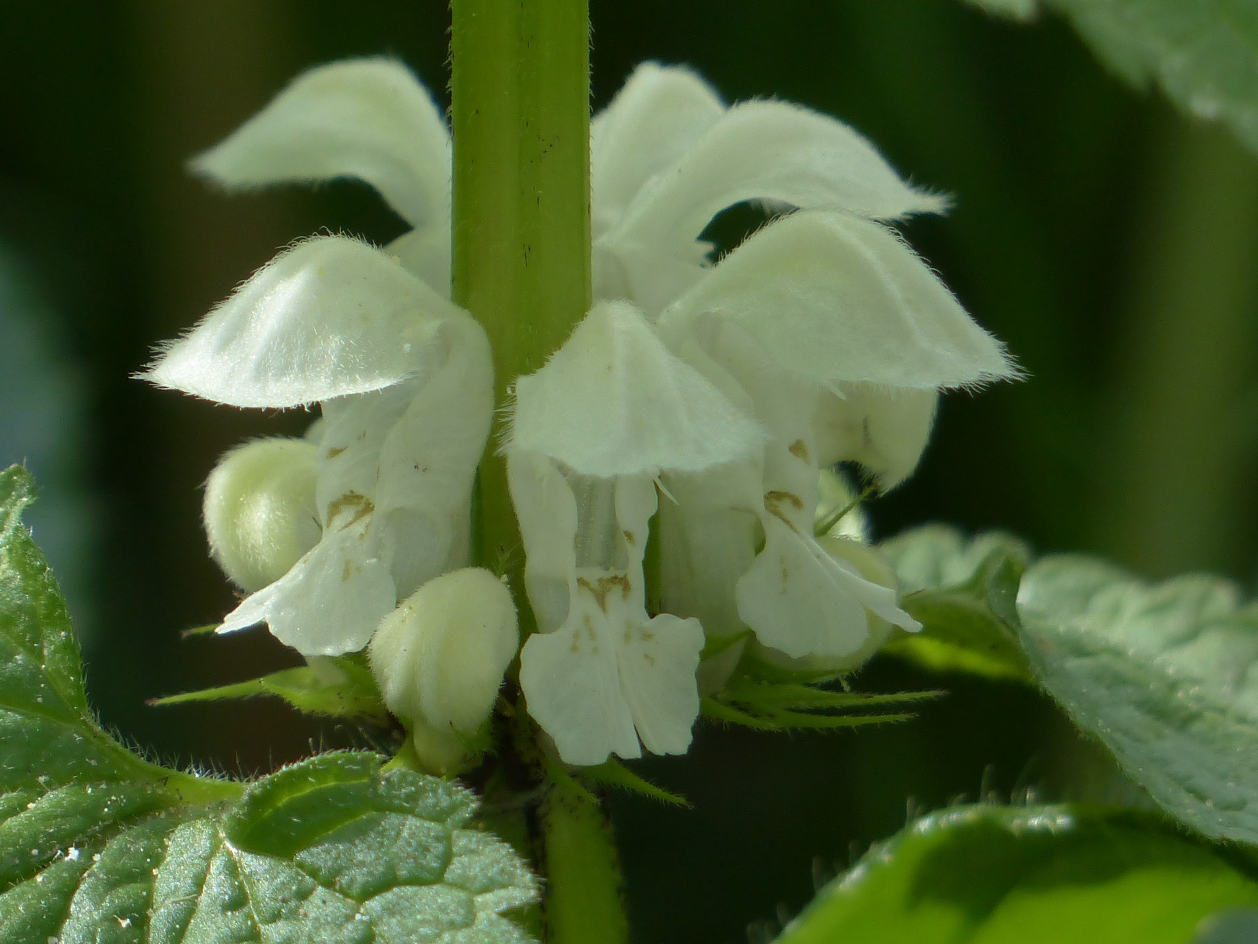 Buds of nettle free image download