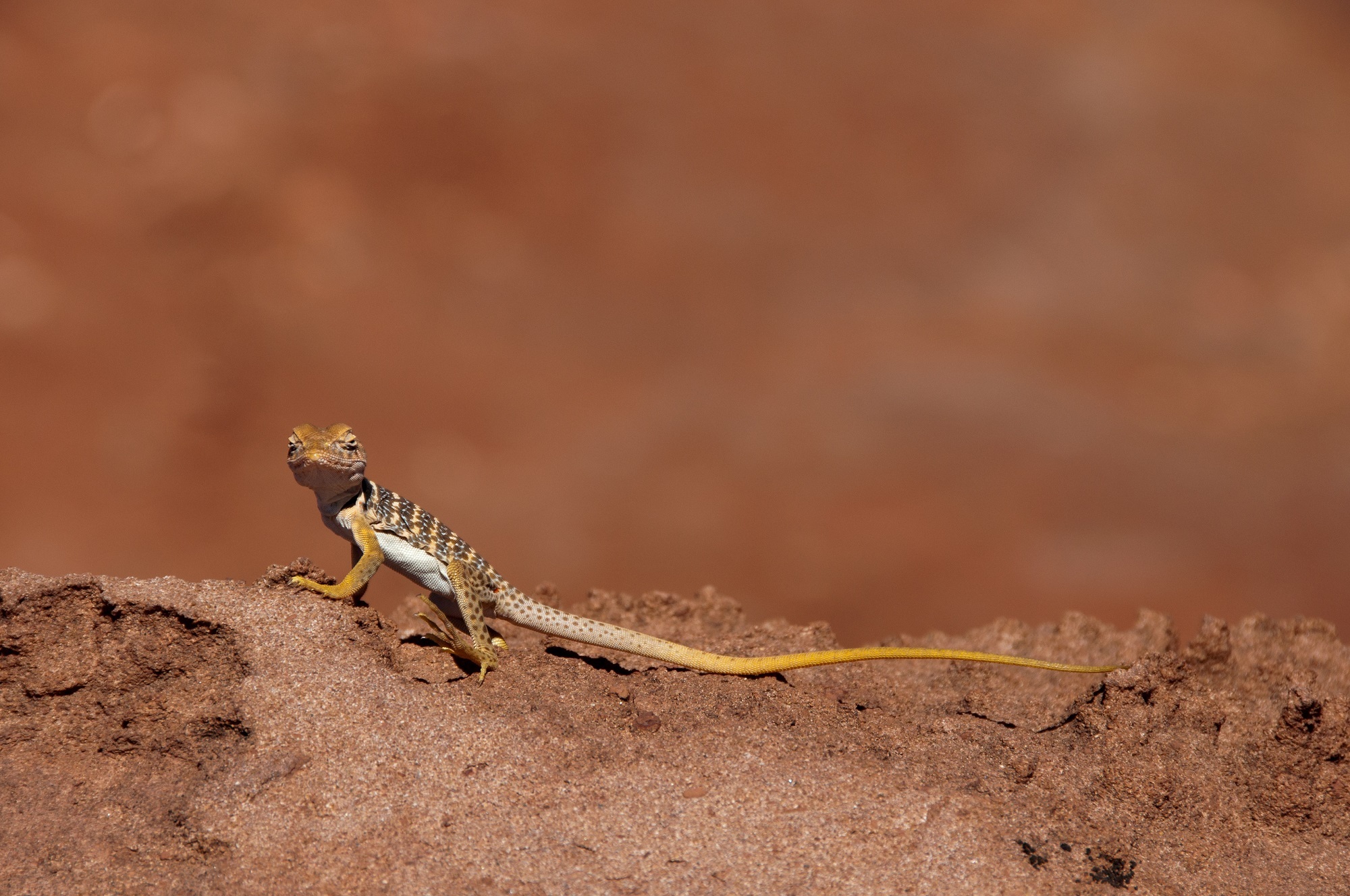 Macro Picture of collared lizard free image download