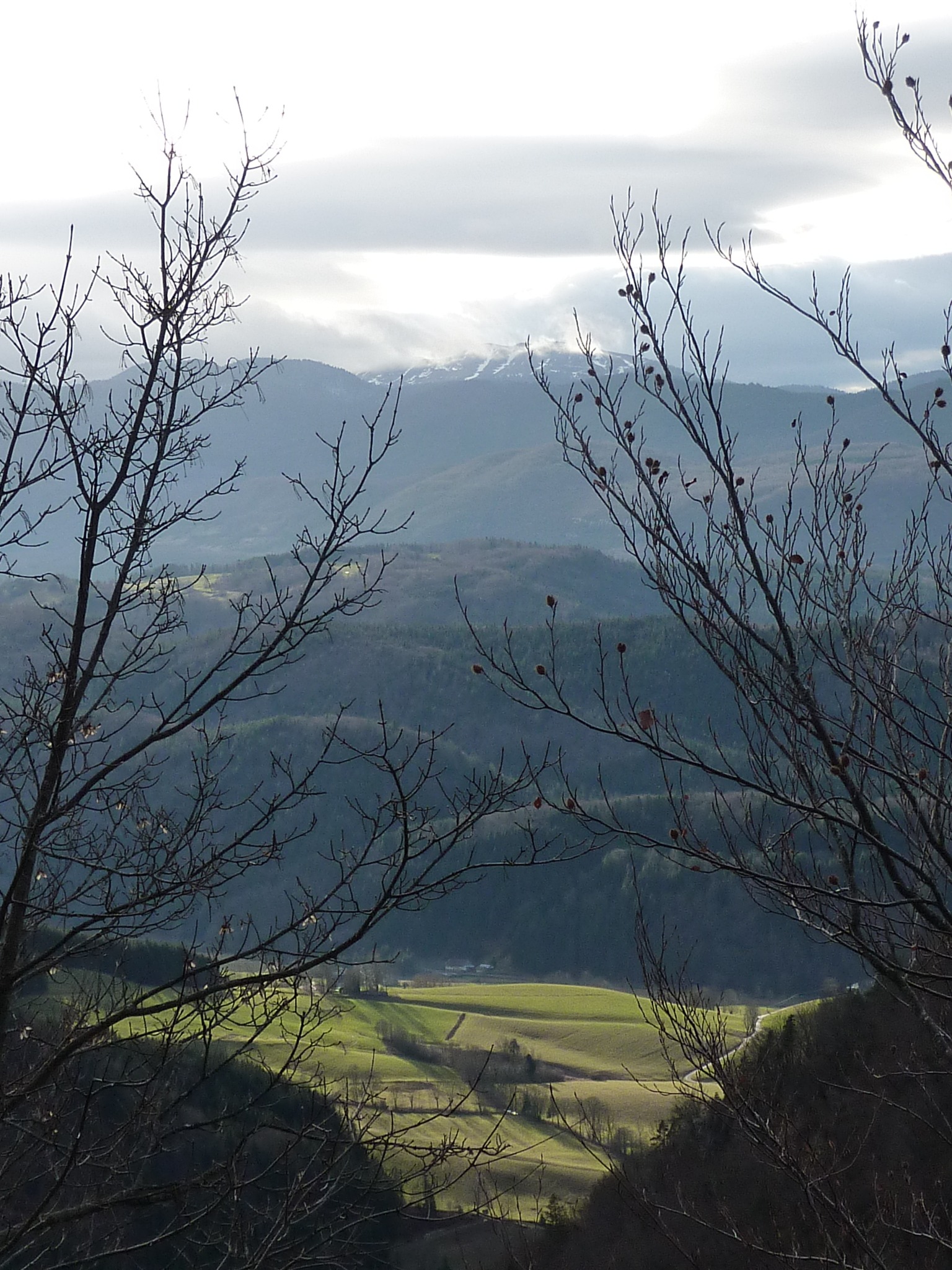 Branches of the trees on the mountain free image download