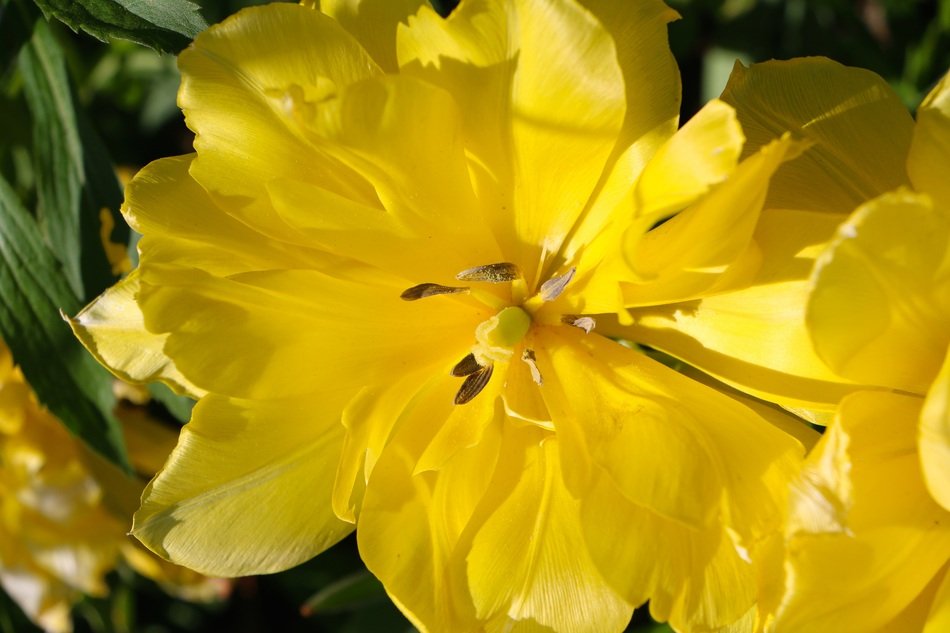 Closeup of delicate yellow flower free image download
