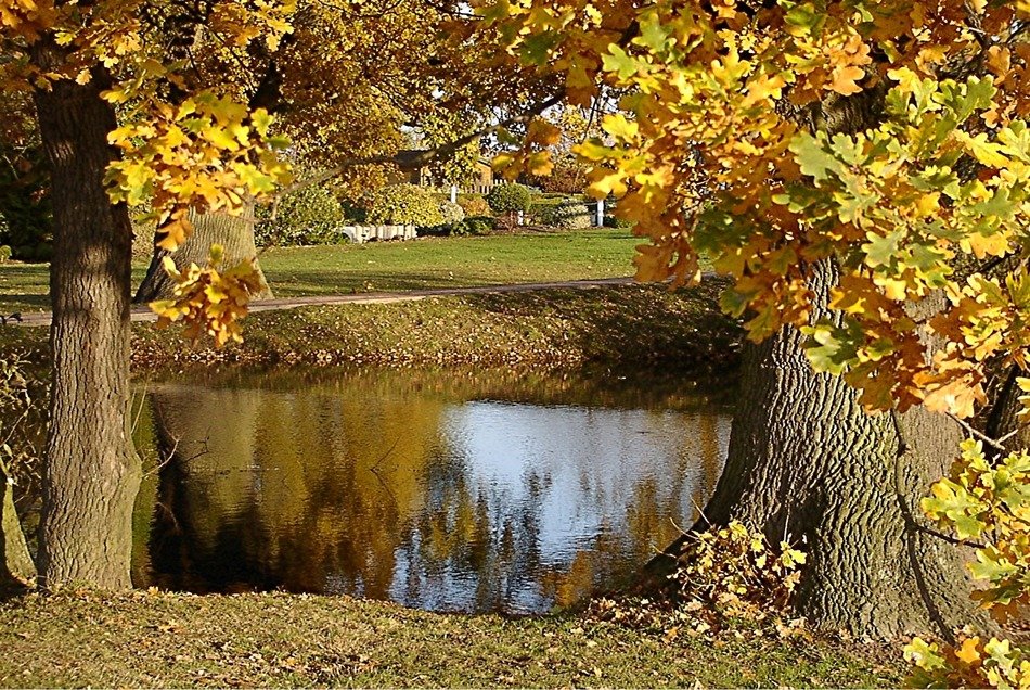 Pond in the park in autumn free image download