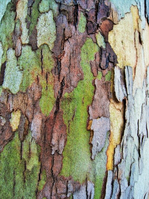 Bark natural patches on the tree trunk free image download
