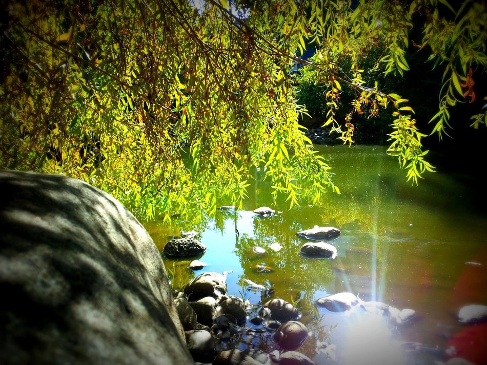 Beautiful pond with sunshine under the colorful trees free image download