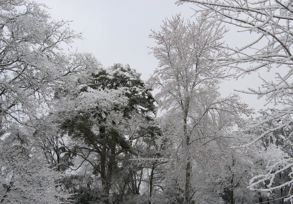 Snow covered trees in usa, texas free image download