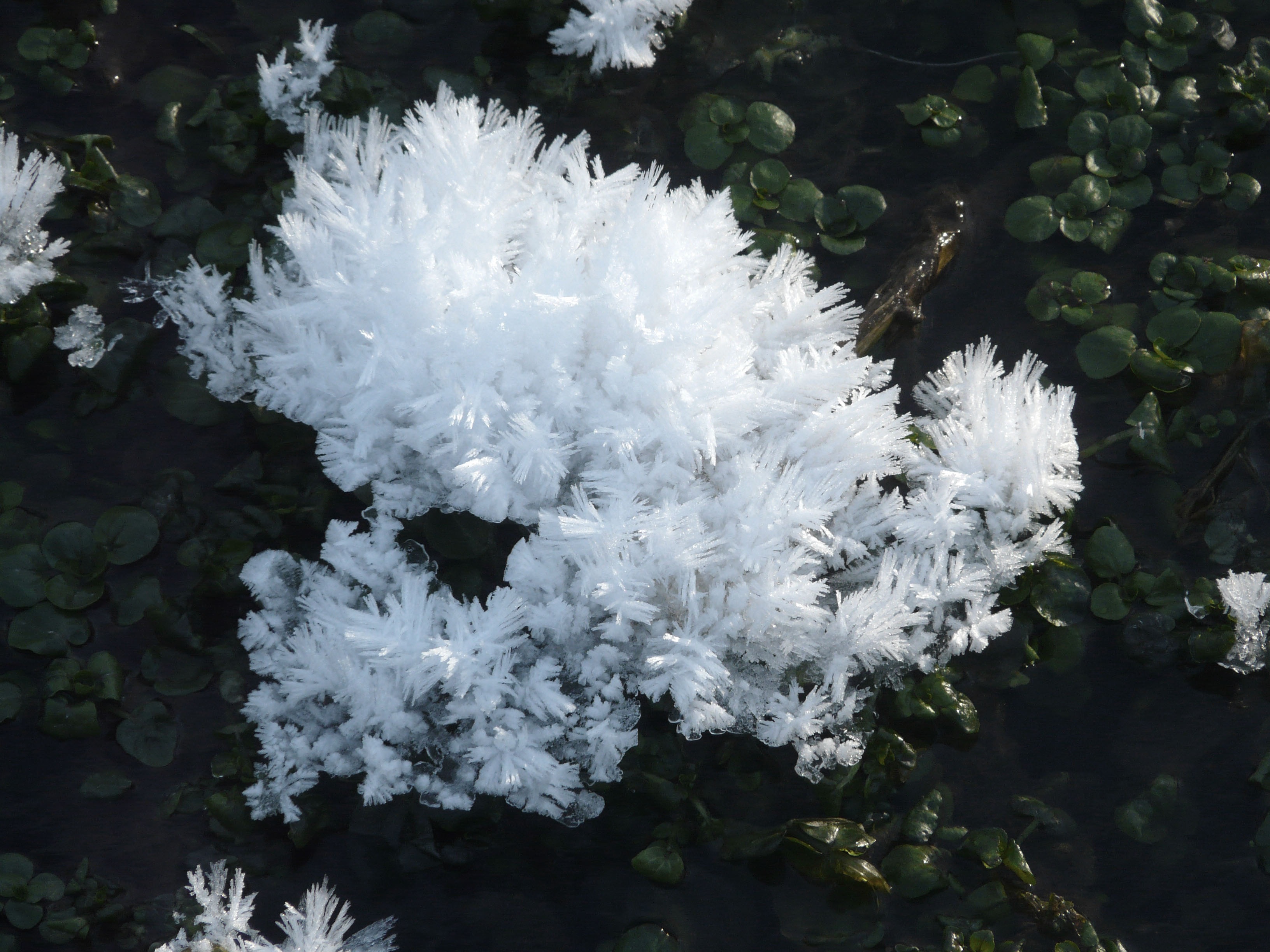 Ice crystals on the soil surface close-up free image download
