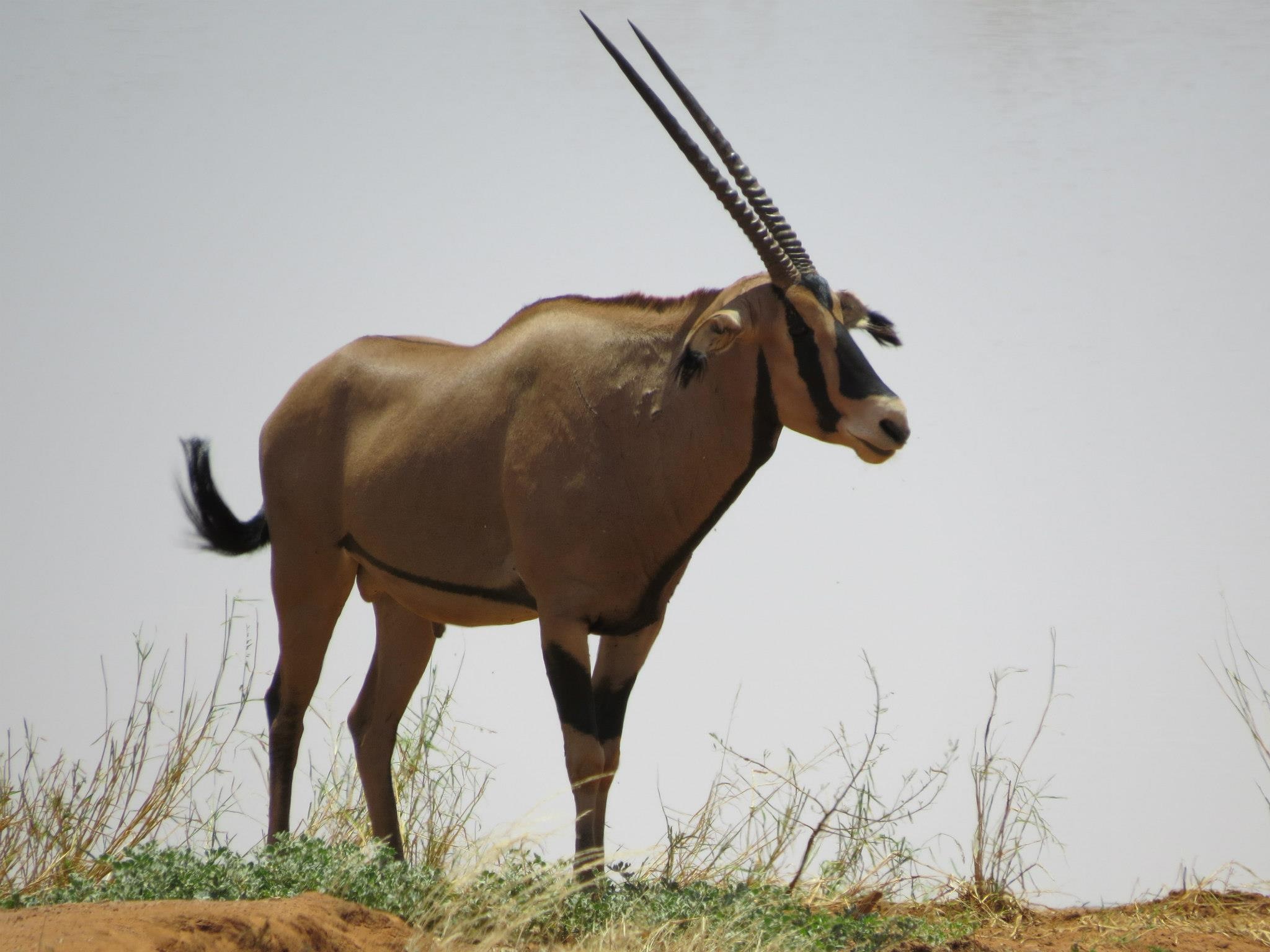 Wild oryx in Africa free image download