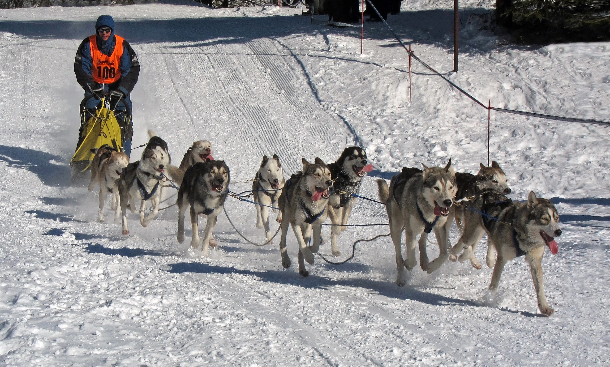 Dogs race free image download