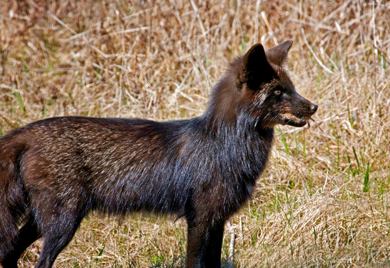 Black wild dog in nature free image download