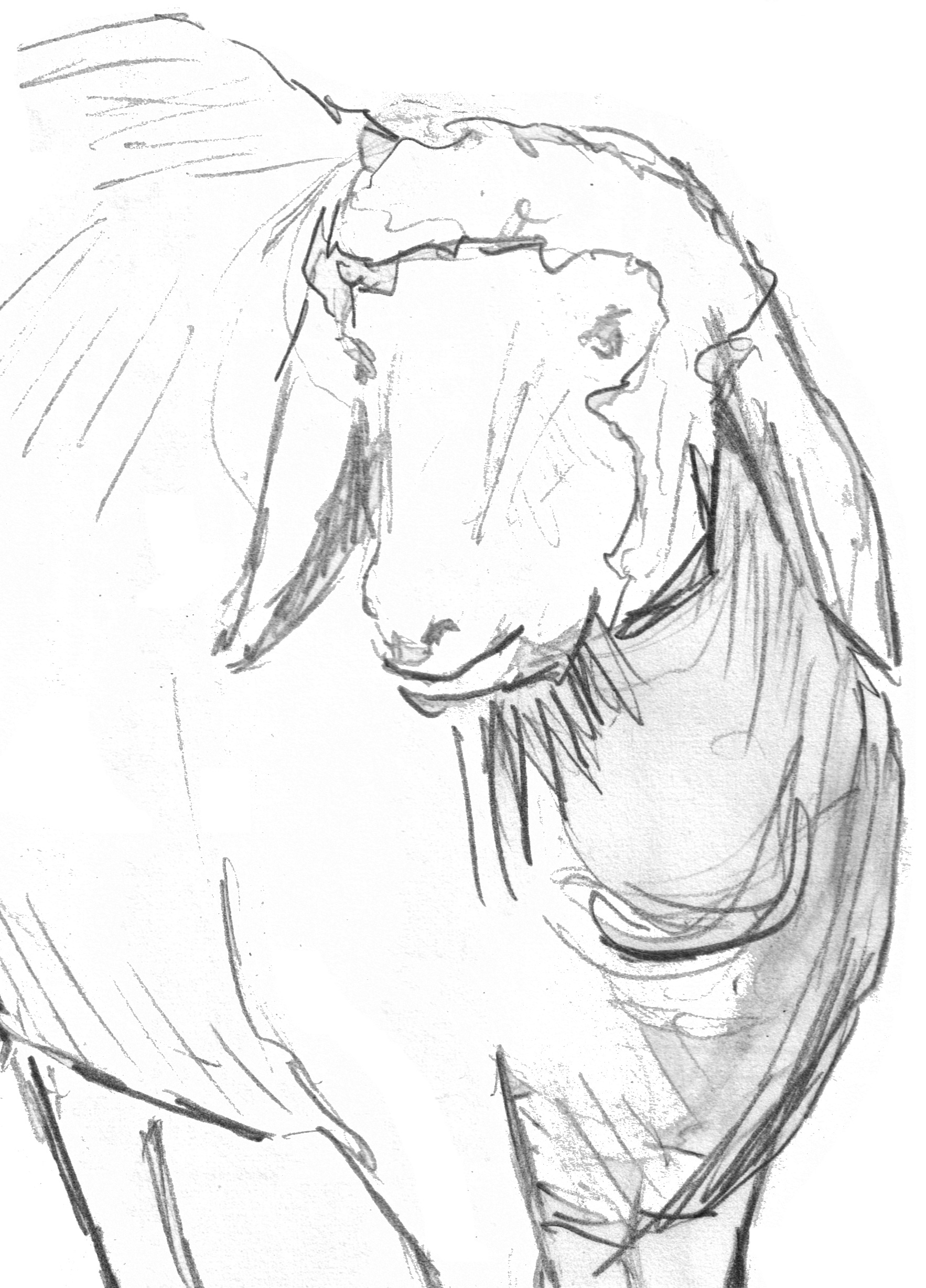 Lamb sketch pencil drawing free image download