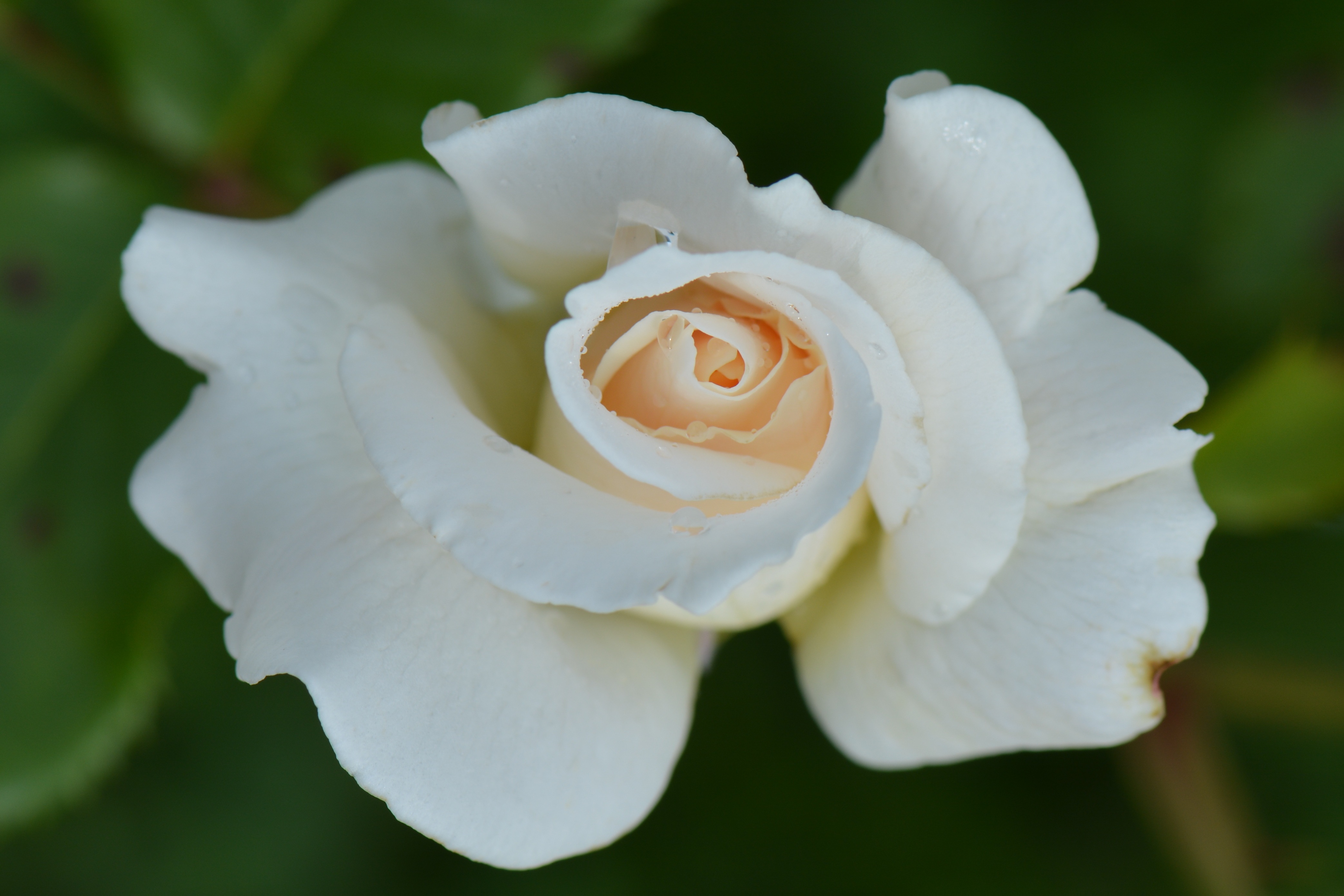 White rose bud closeup free image download