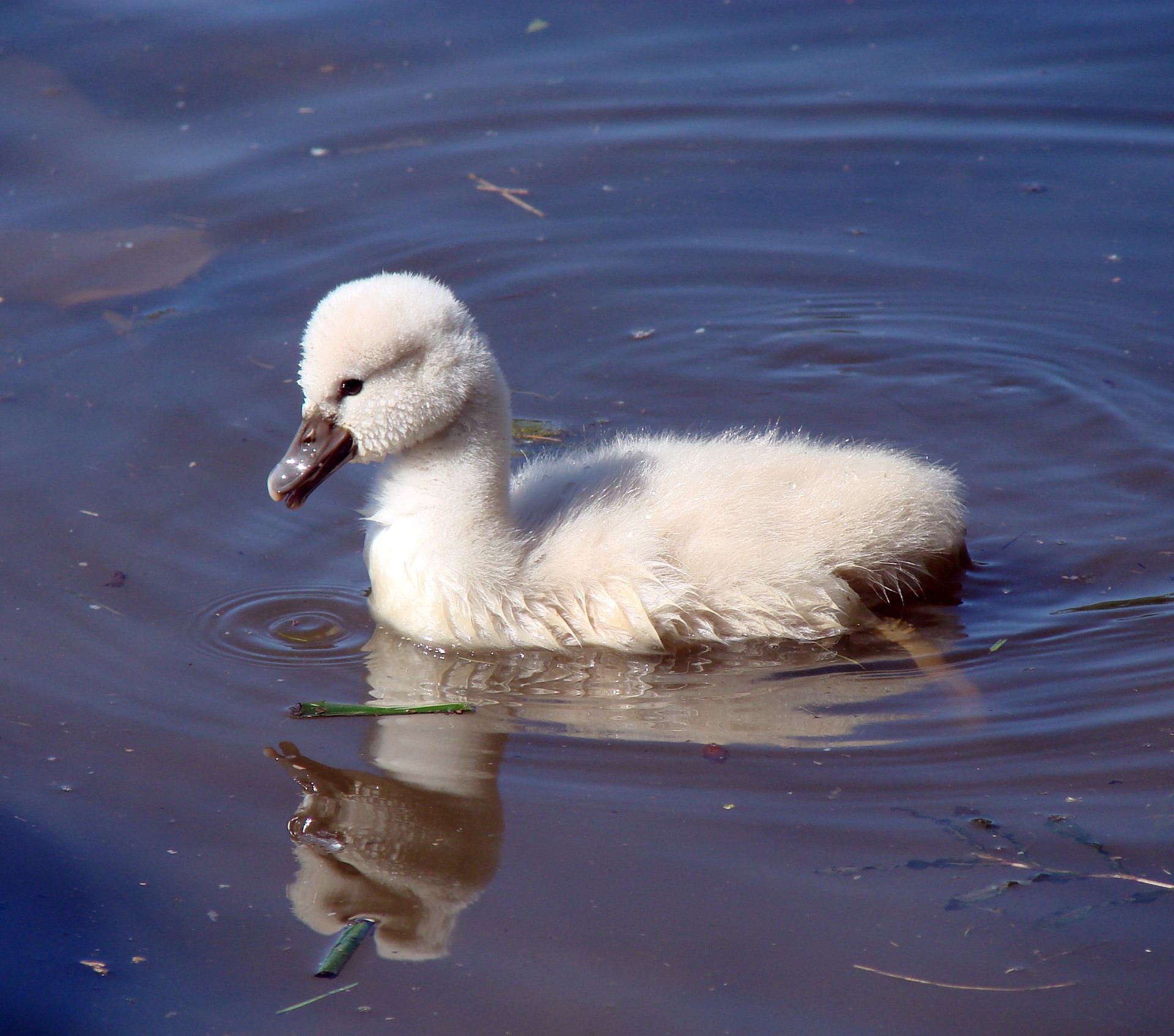 Cygnet alone wandering free image download