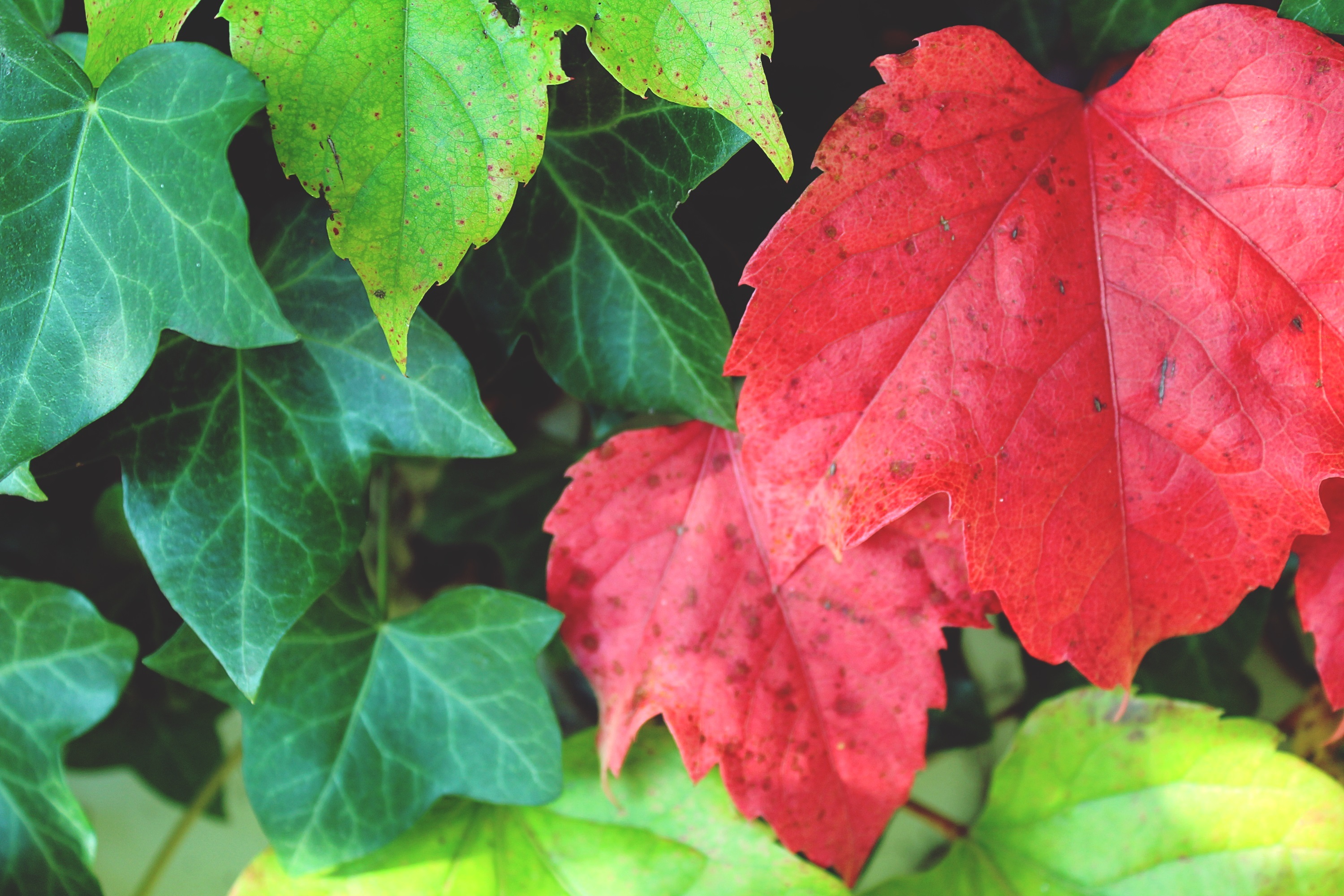 Colorful green and red leaves of a tree free image download