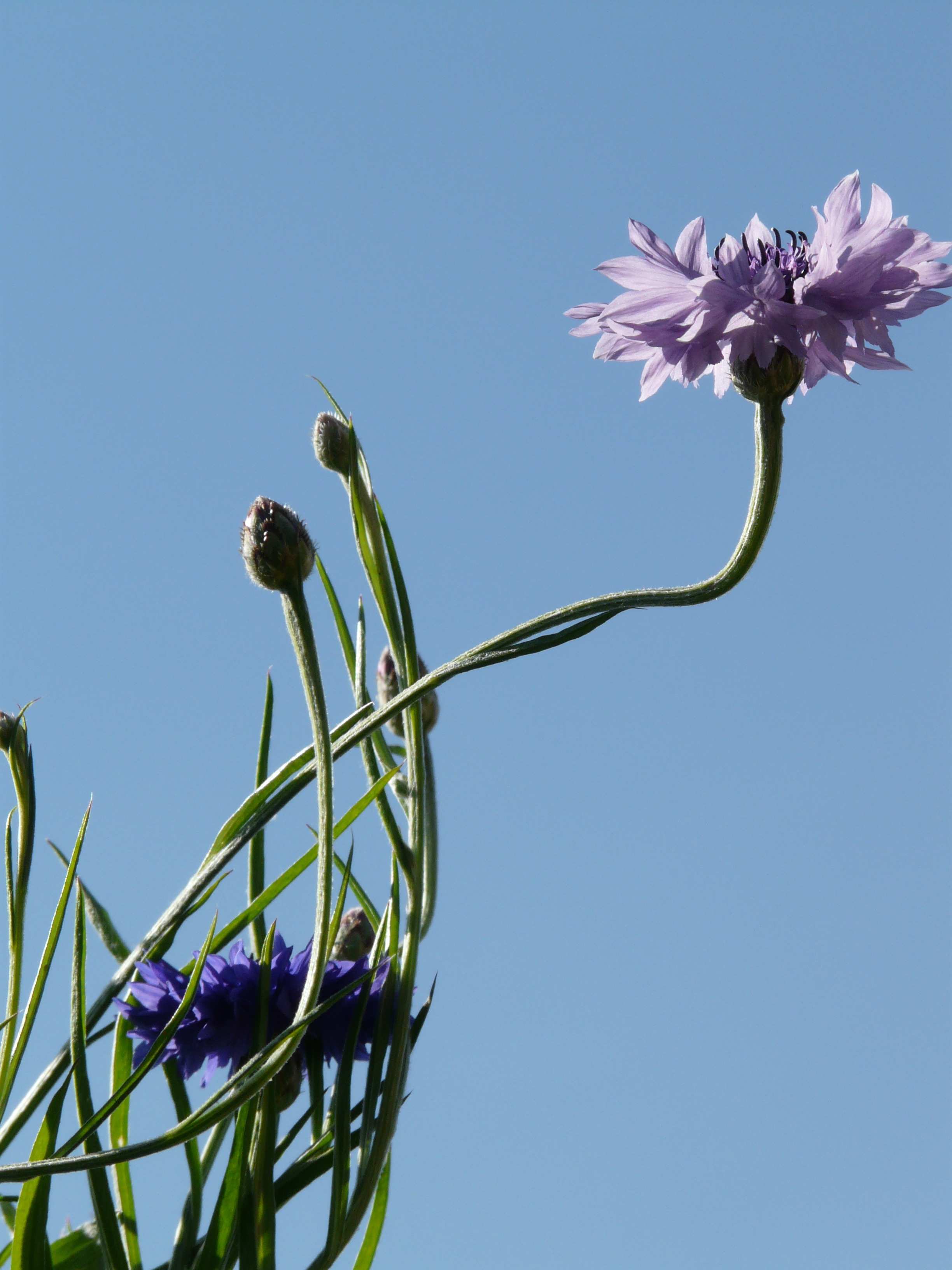 Purple cornflower bud on a long stem free image download