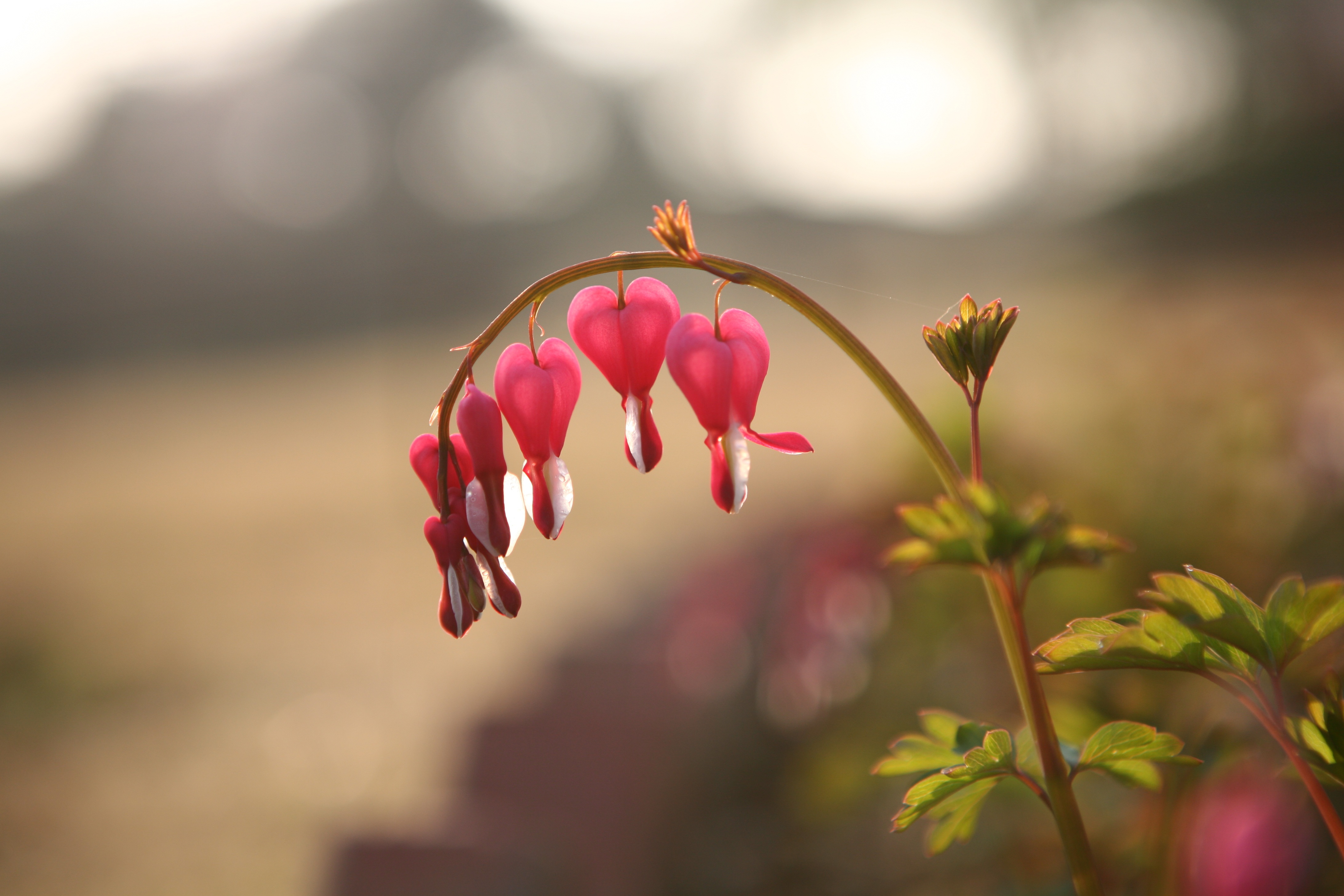 Lyre Flower or bleeding heart flowers free image download