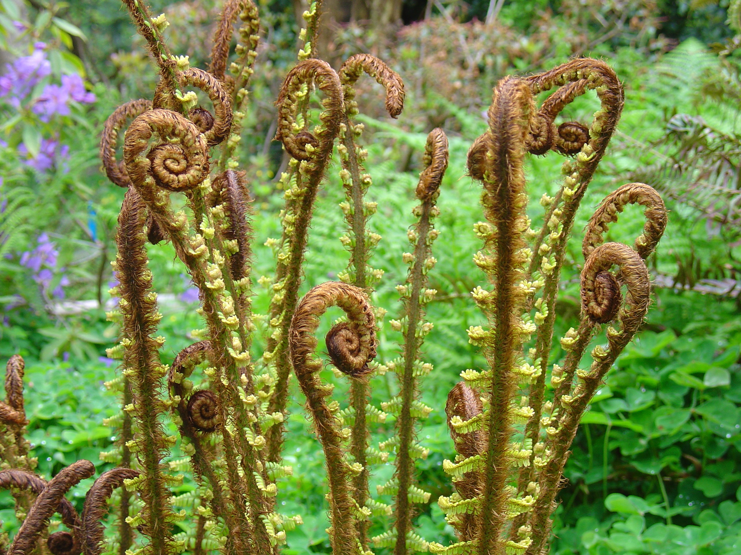 Shoots of fern close up free image download