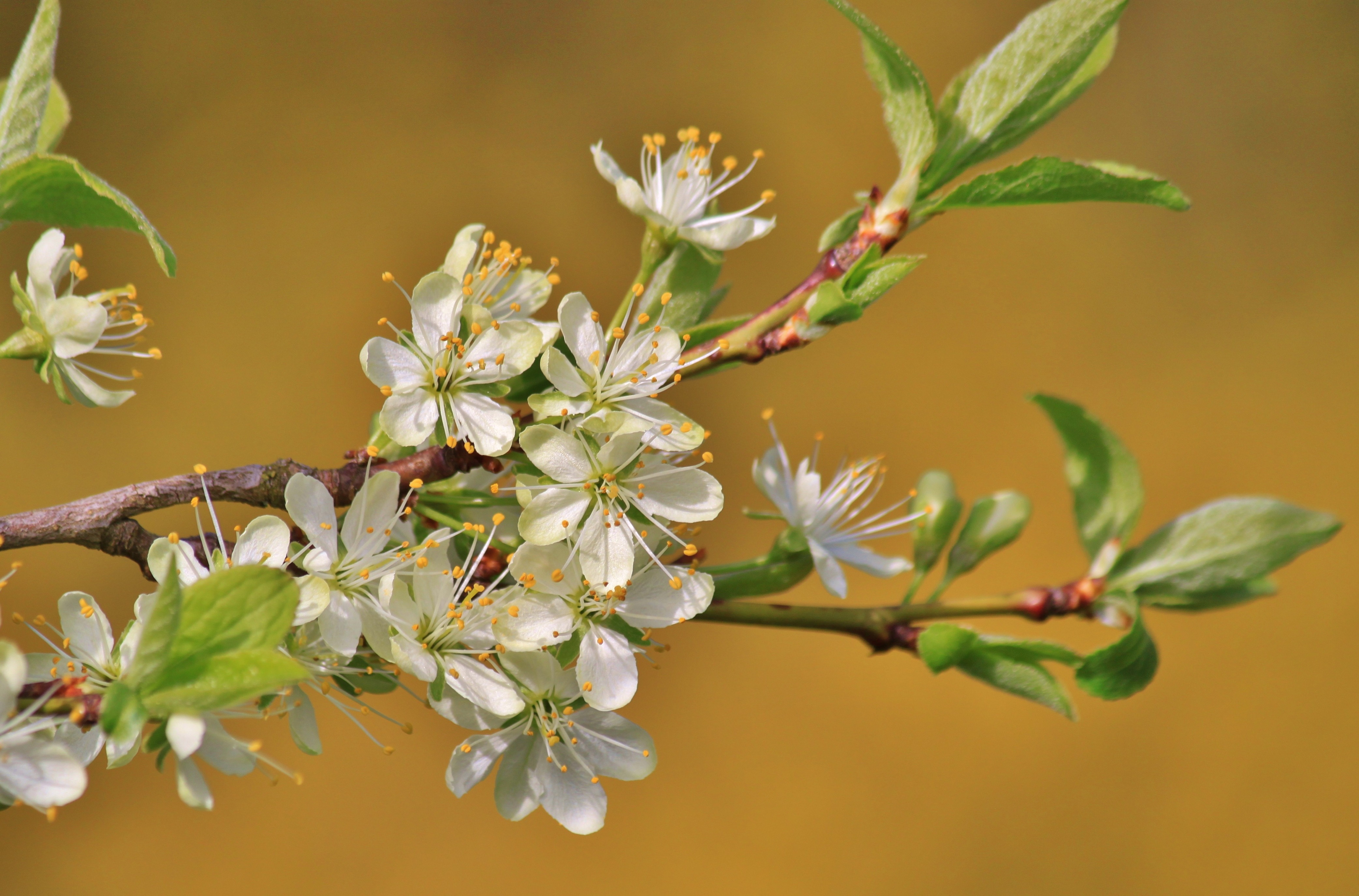 Flowering twig branch free image download