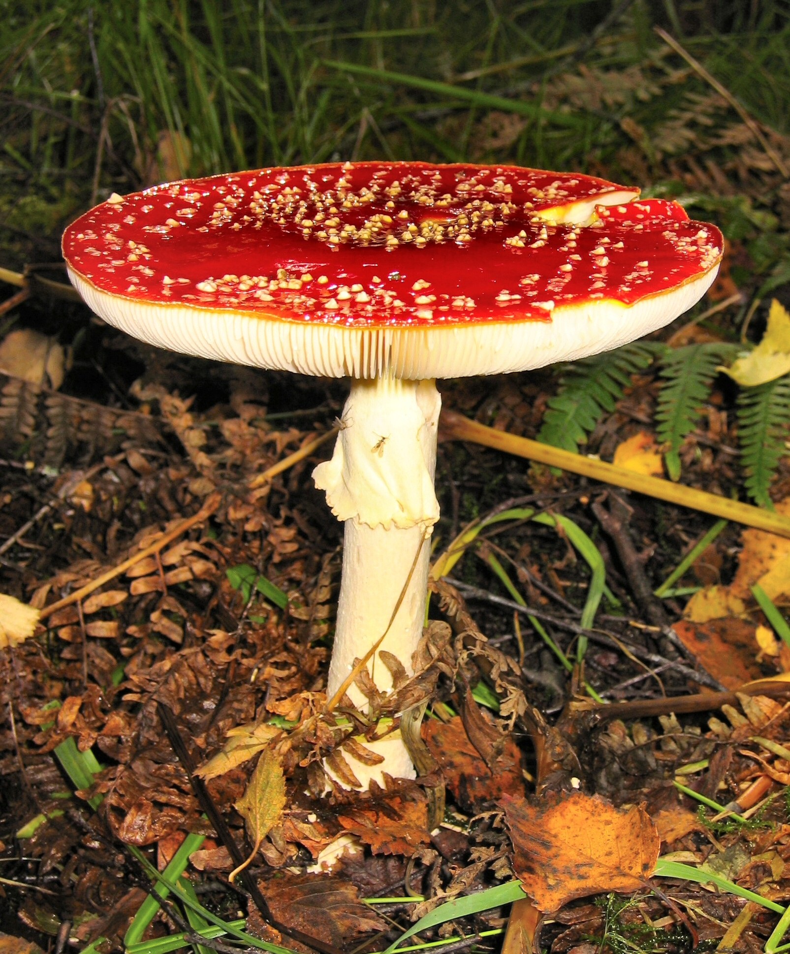 Poisonous fly agaric in the forest close-up free image download