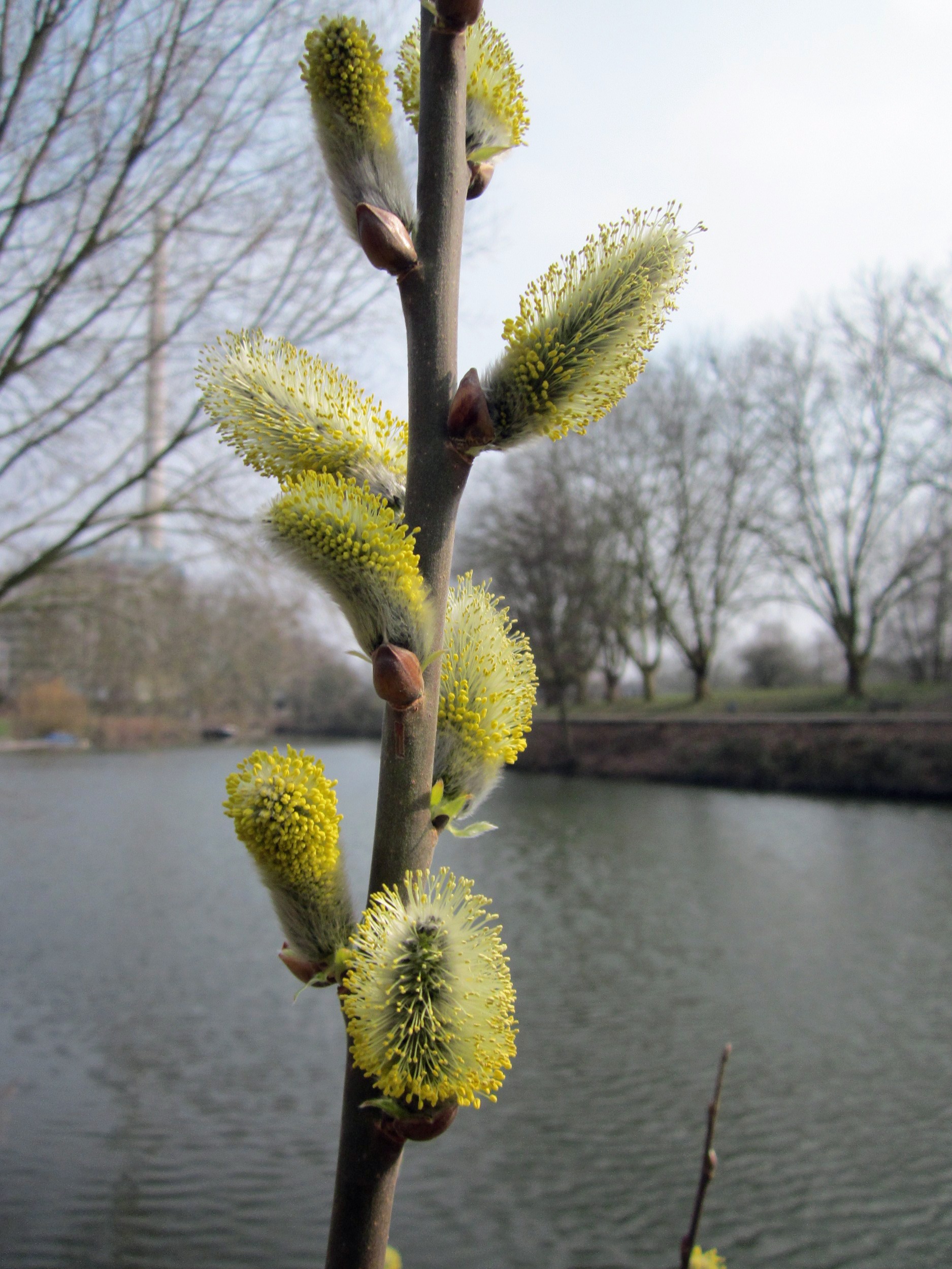 Salix caprea free image download