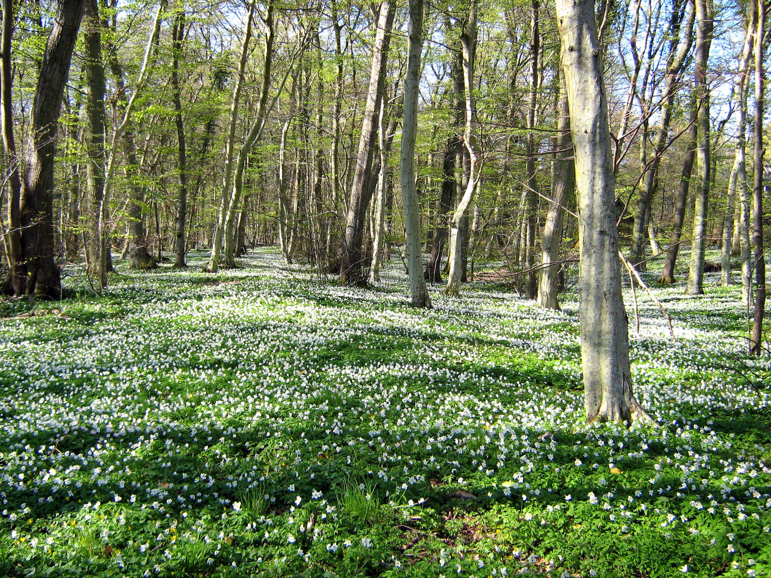 Green forest in denmark free image download