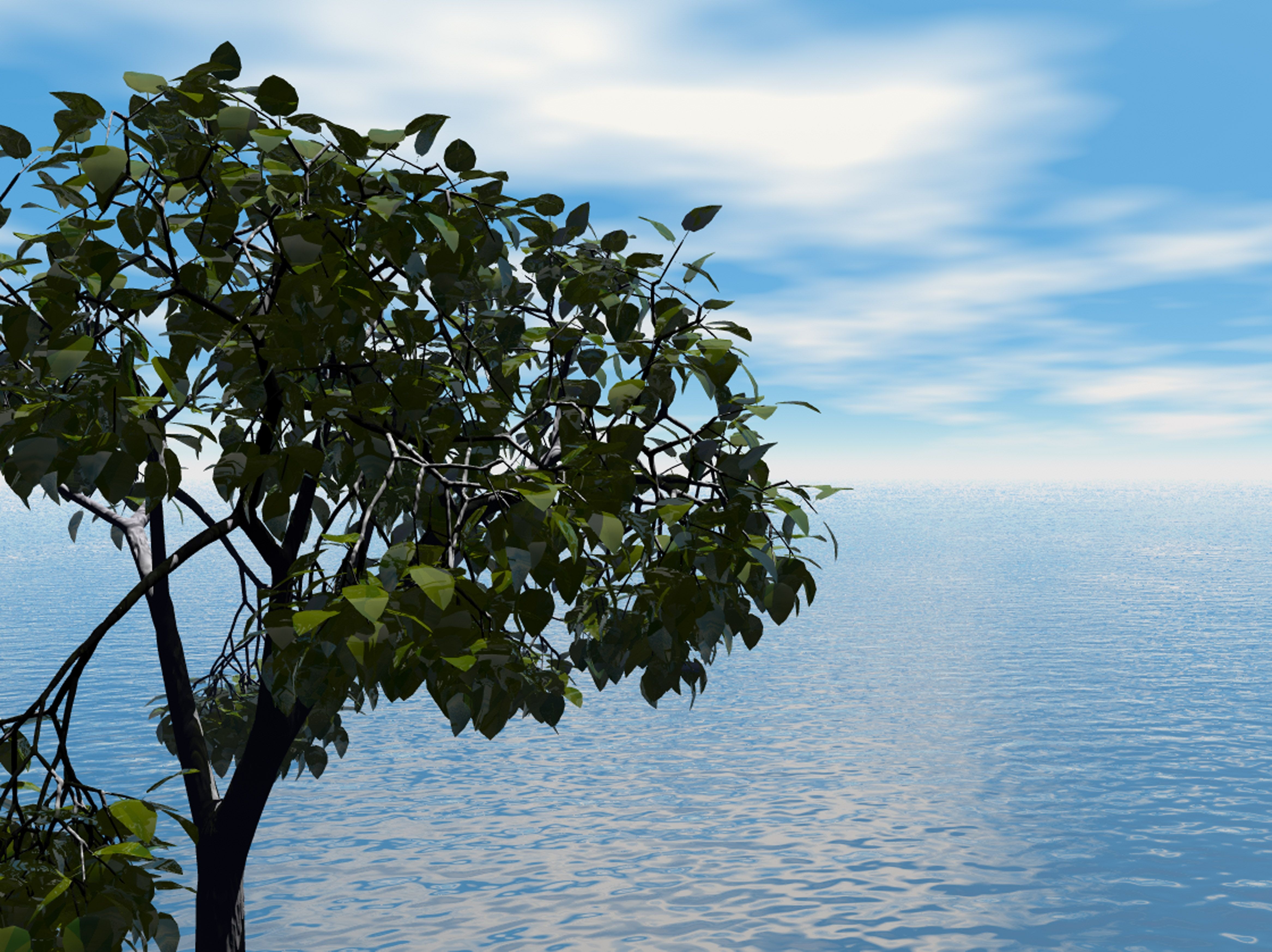 Photo of young green tree by the ocean free image download