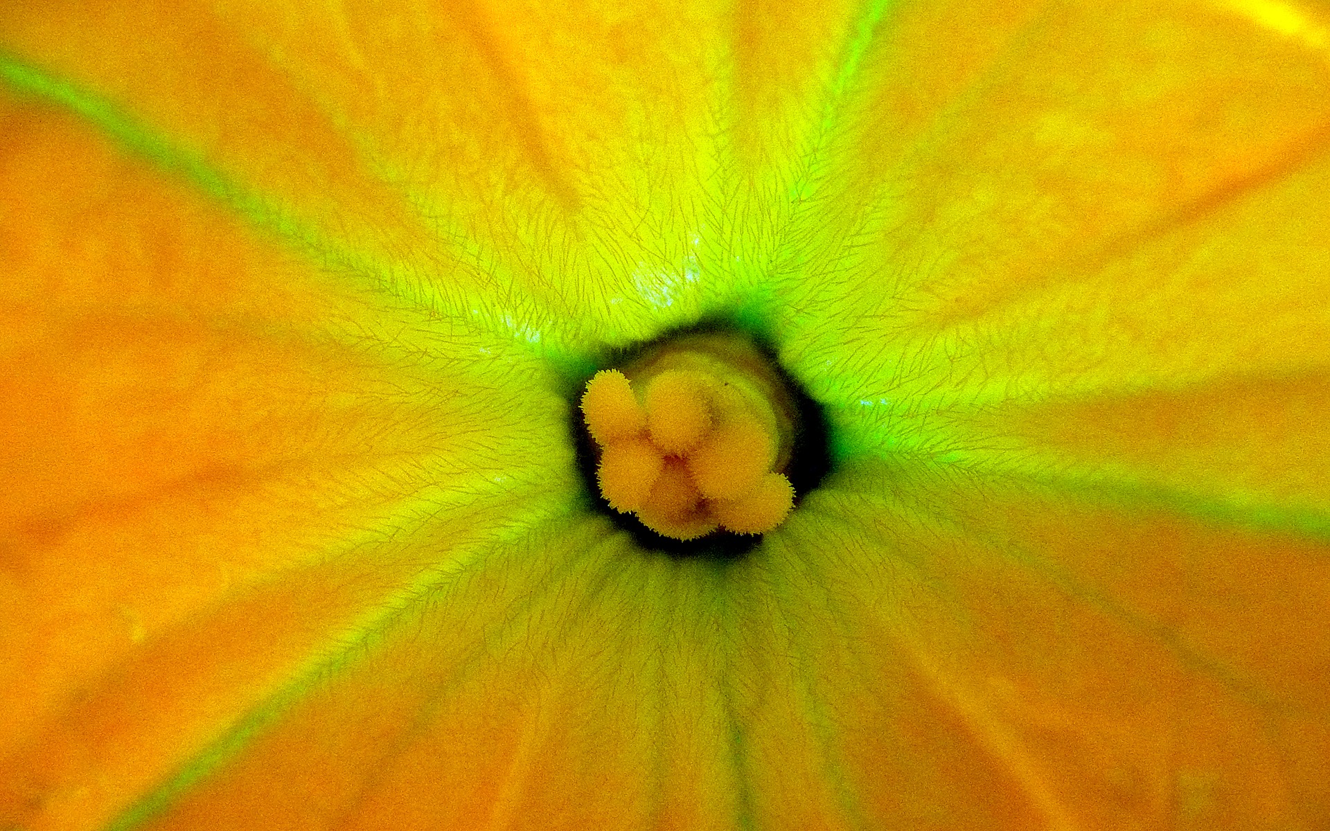 Yellow zucchini blossom macro flower free image download