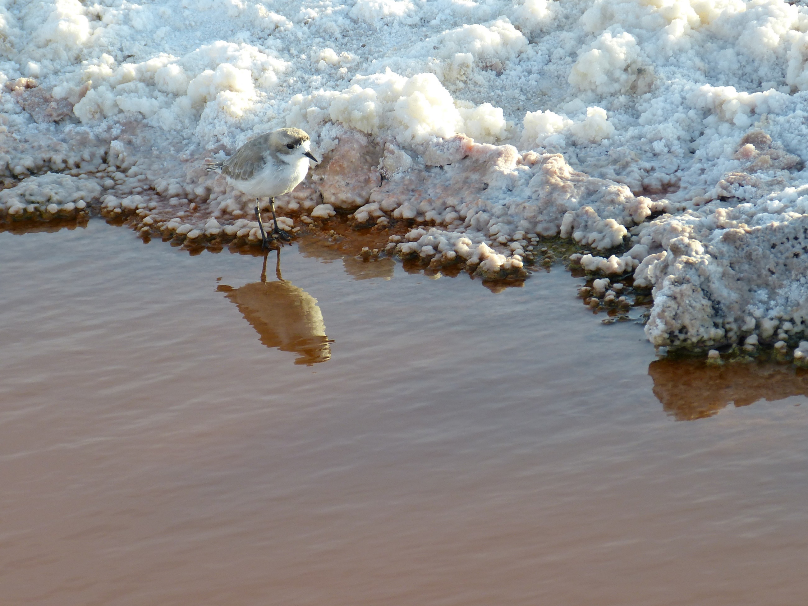 Bird in the salt lake in atacama free image download