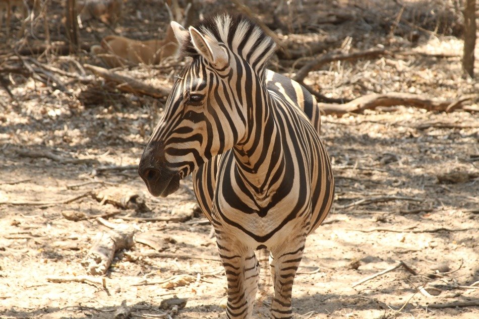 Picture of the zebra in the wildlife free image download