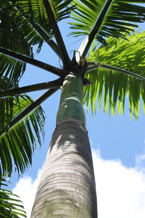Large palm tree free image download