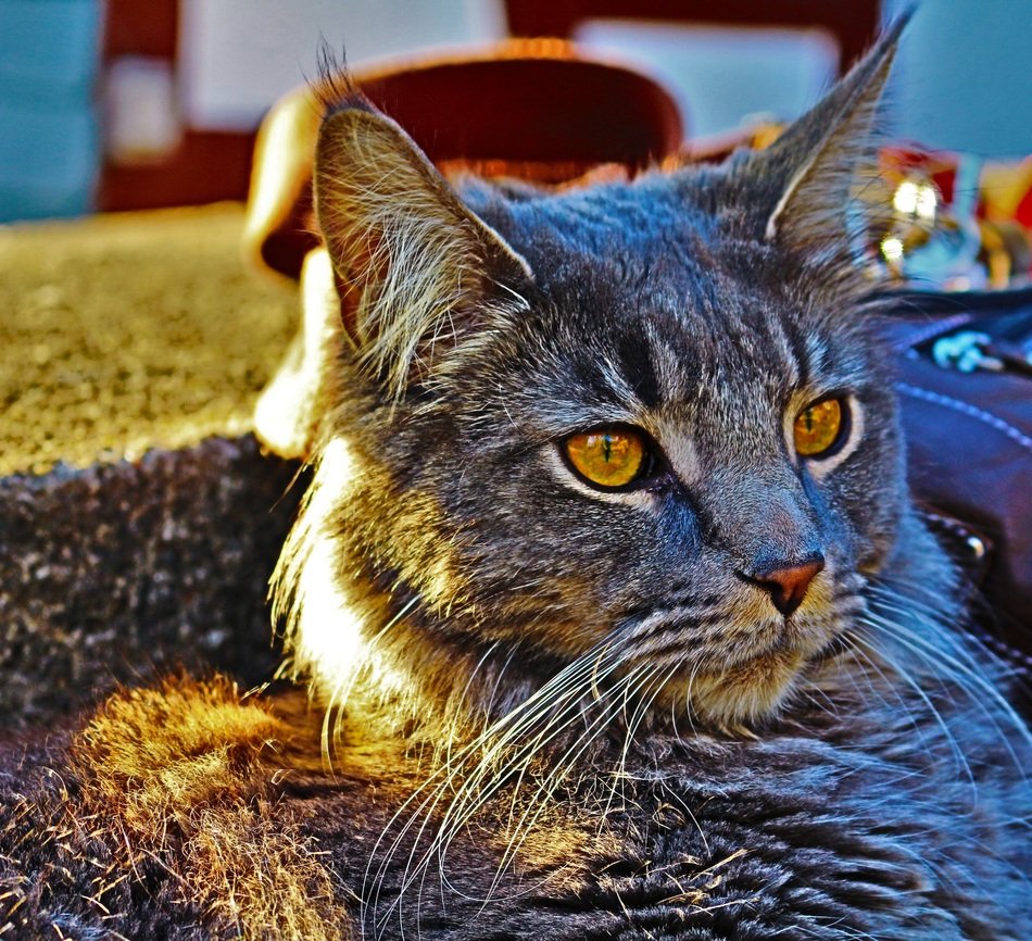 Cat sun domestic free image download