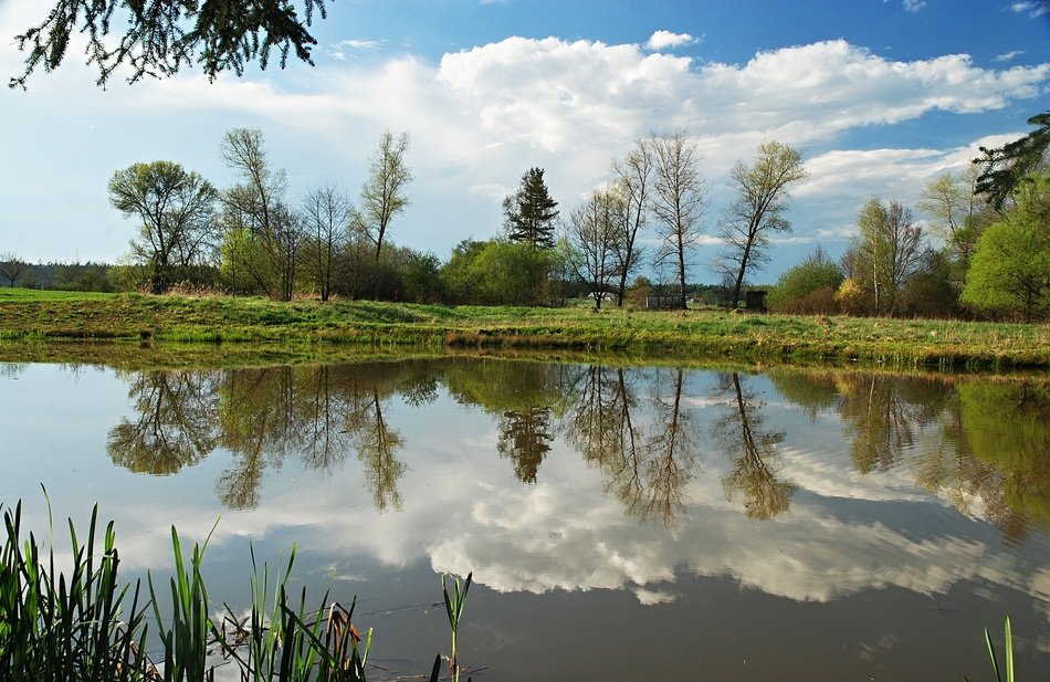 Pond in spring free image download