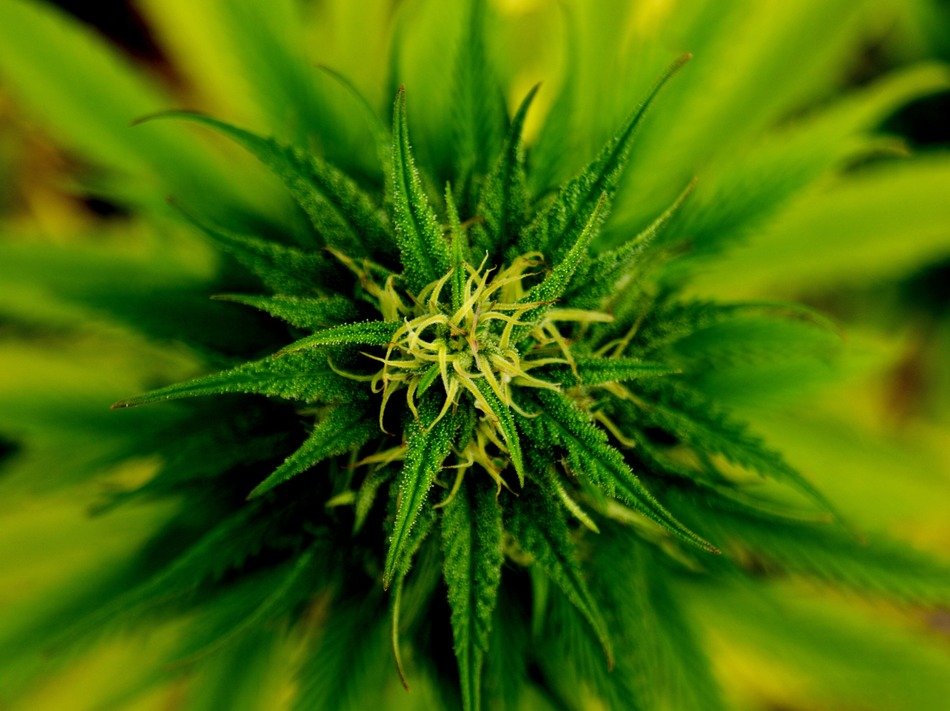 Green flower of the marijuana close up free image download