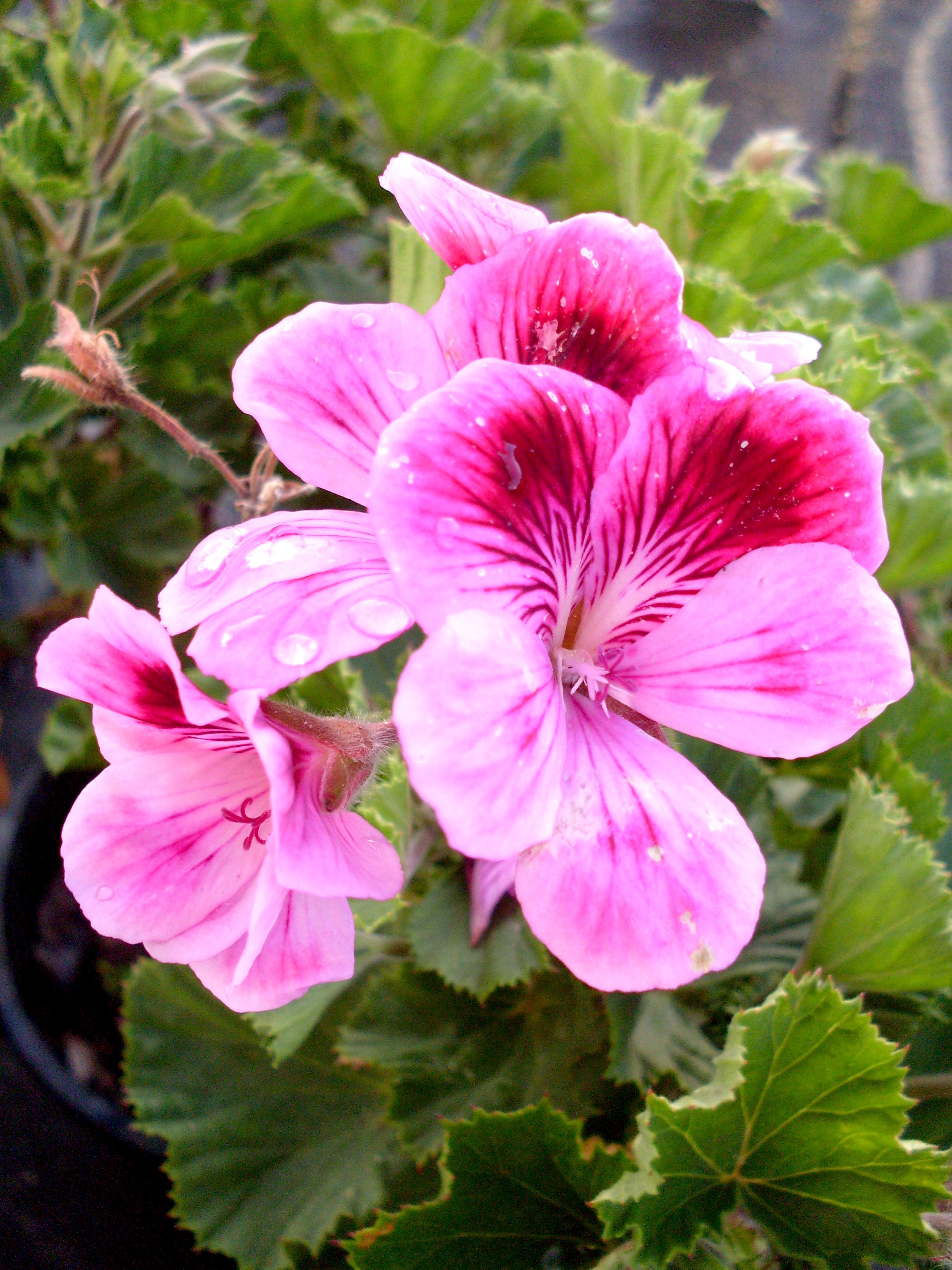 Bright purple geranium flower in the garden free image download
