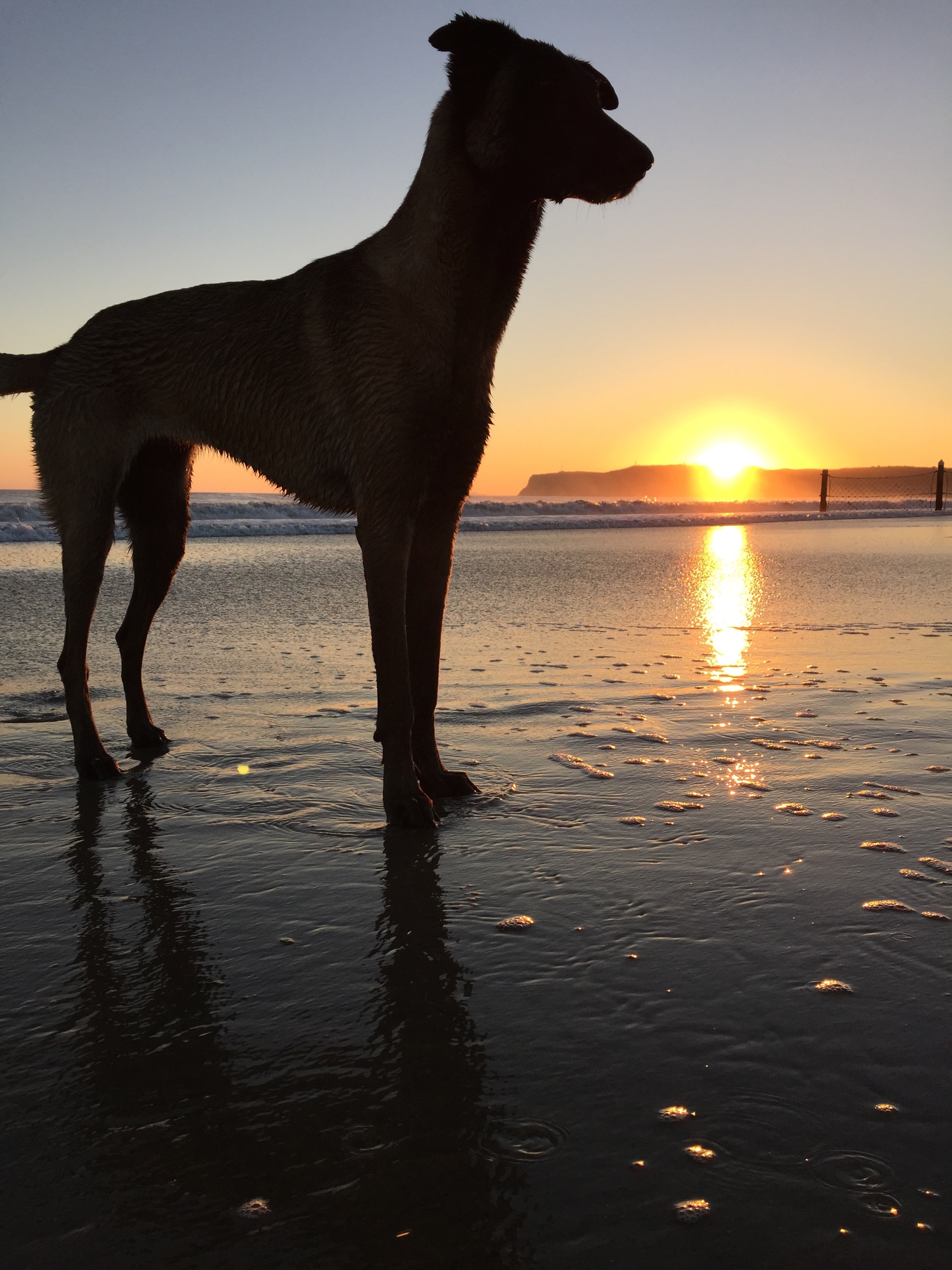 Silhouette of a dog against the sunset free image download
