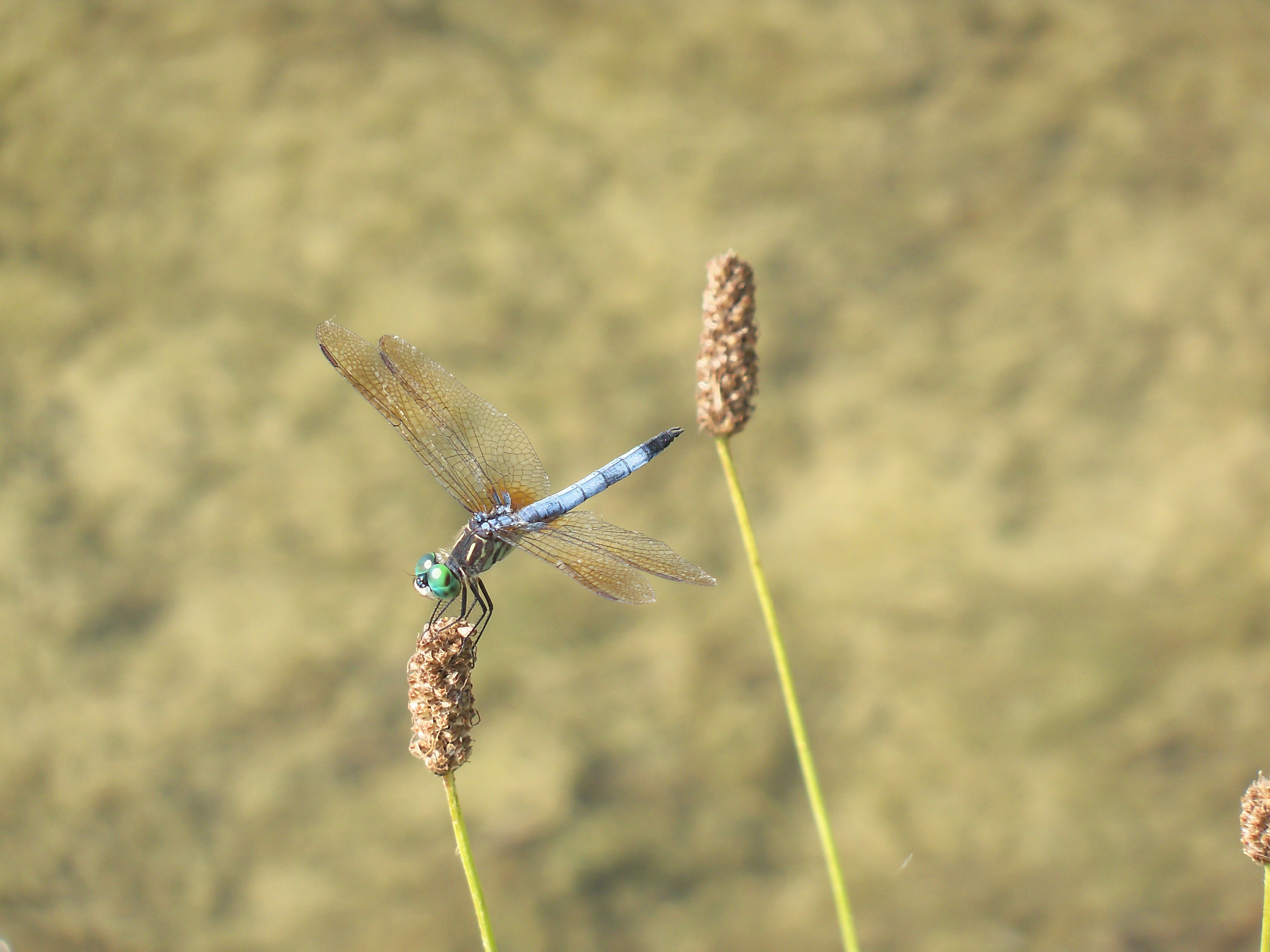 Beautiful blue dragonfly in flight free image download