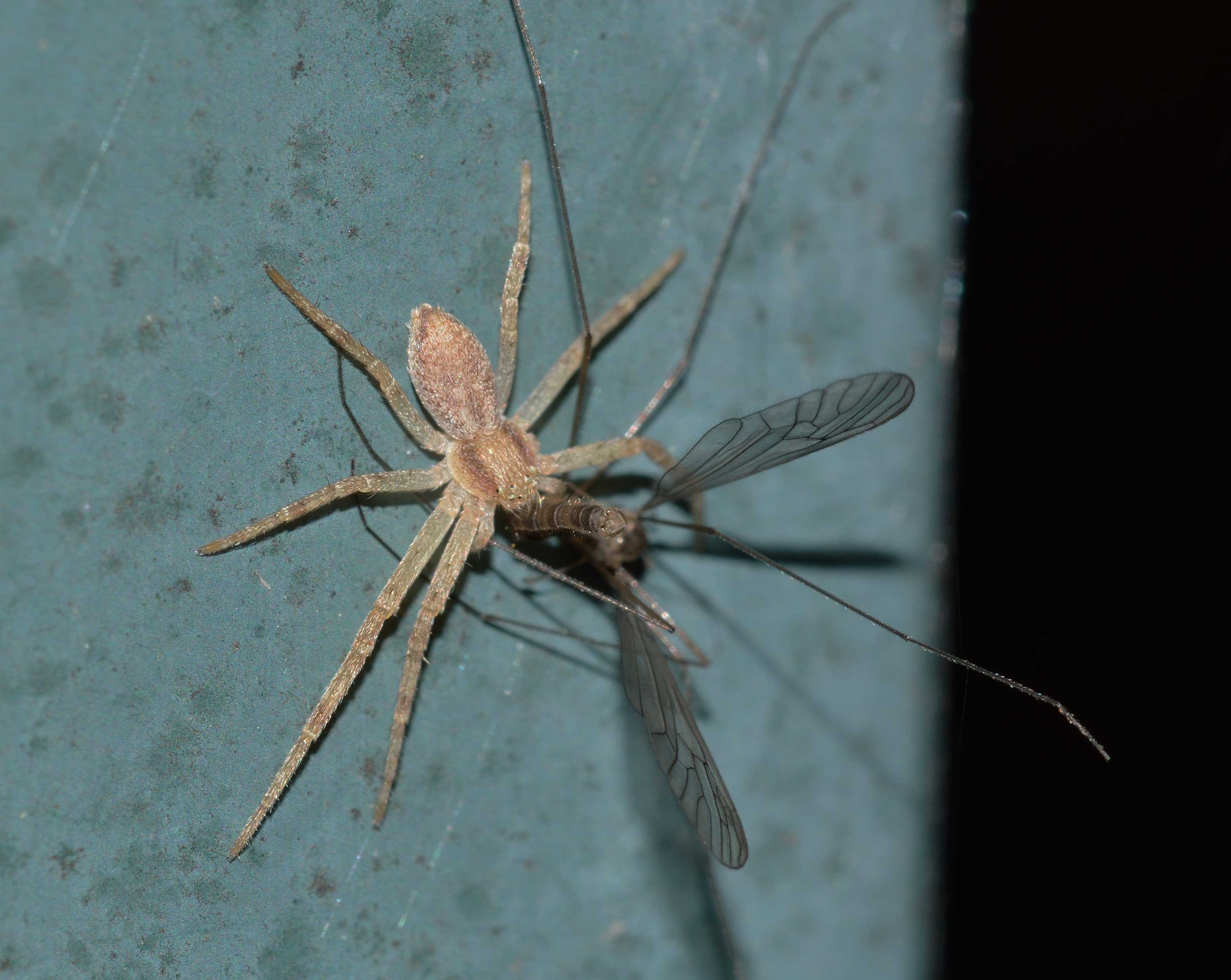 Picture of the arachnid free image download