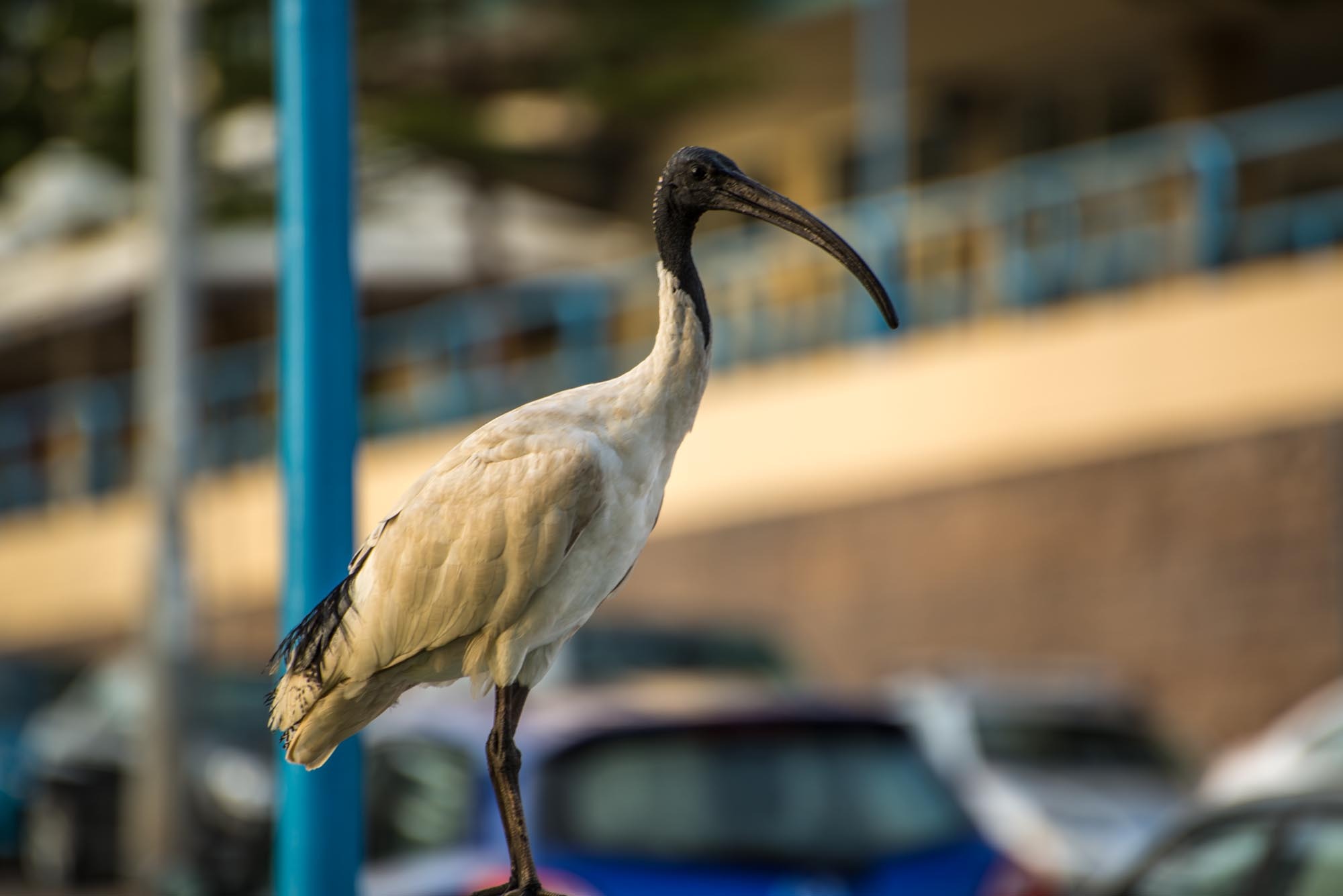 Ibis bird sydney australia free image download