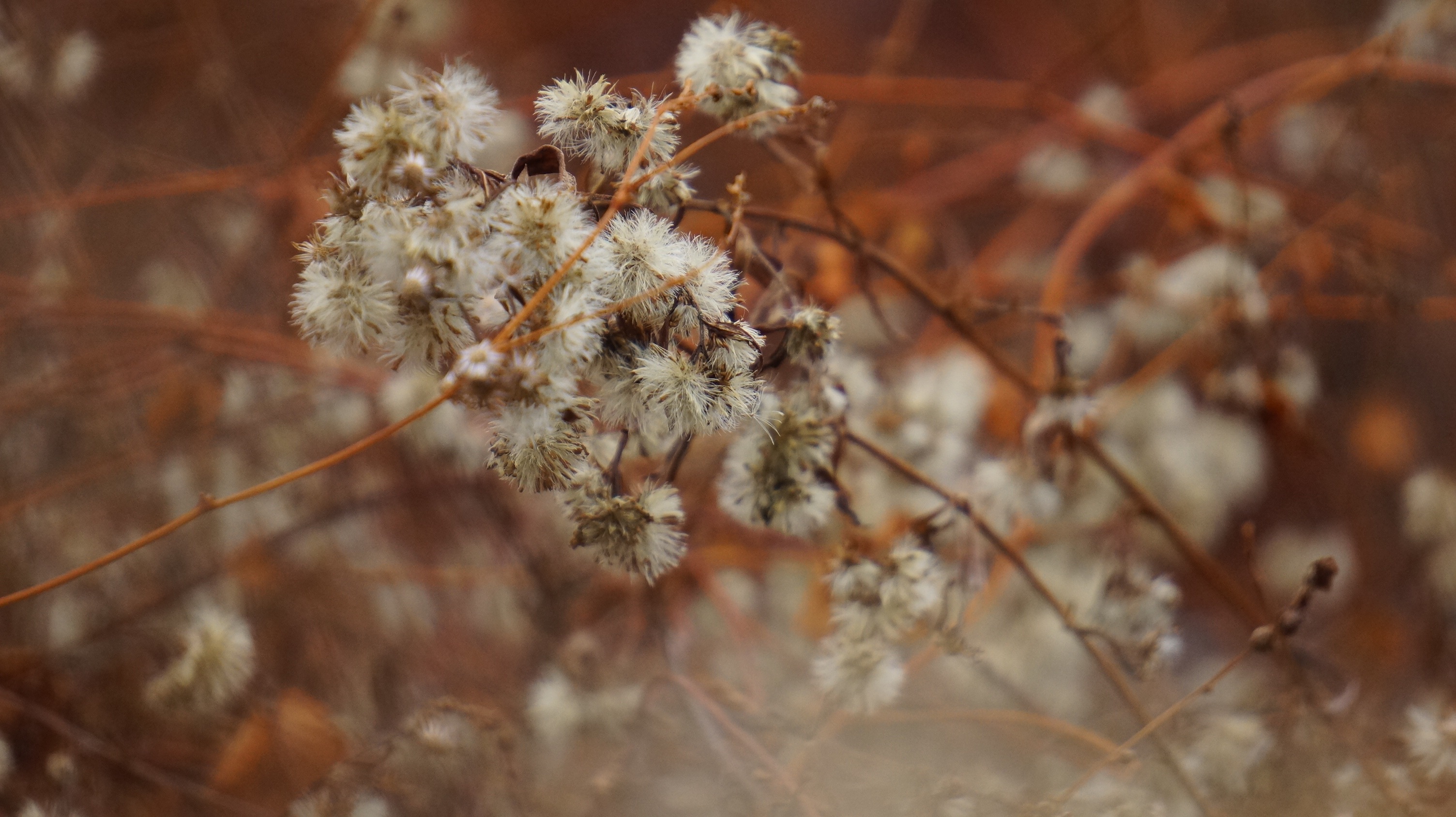 Dry plant with white flowers in autumn free image download