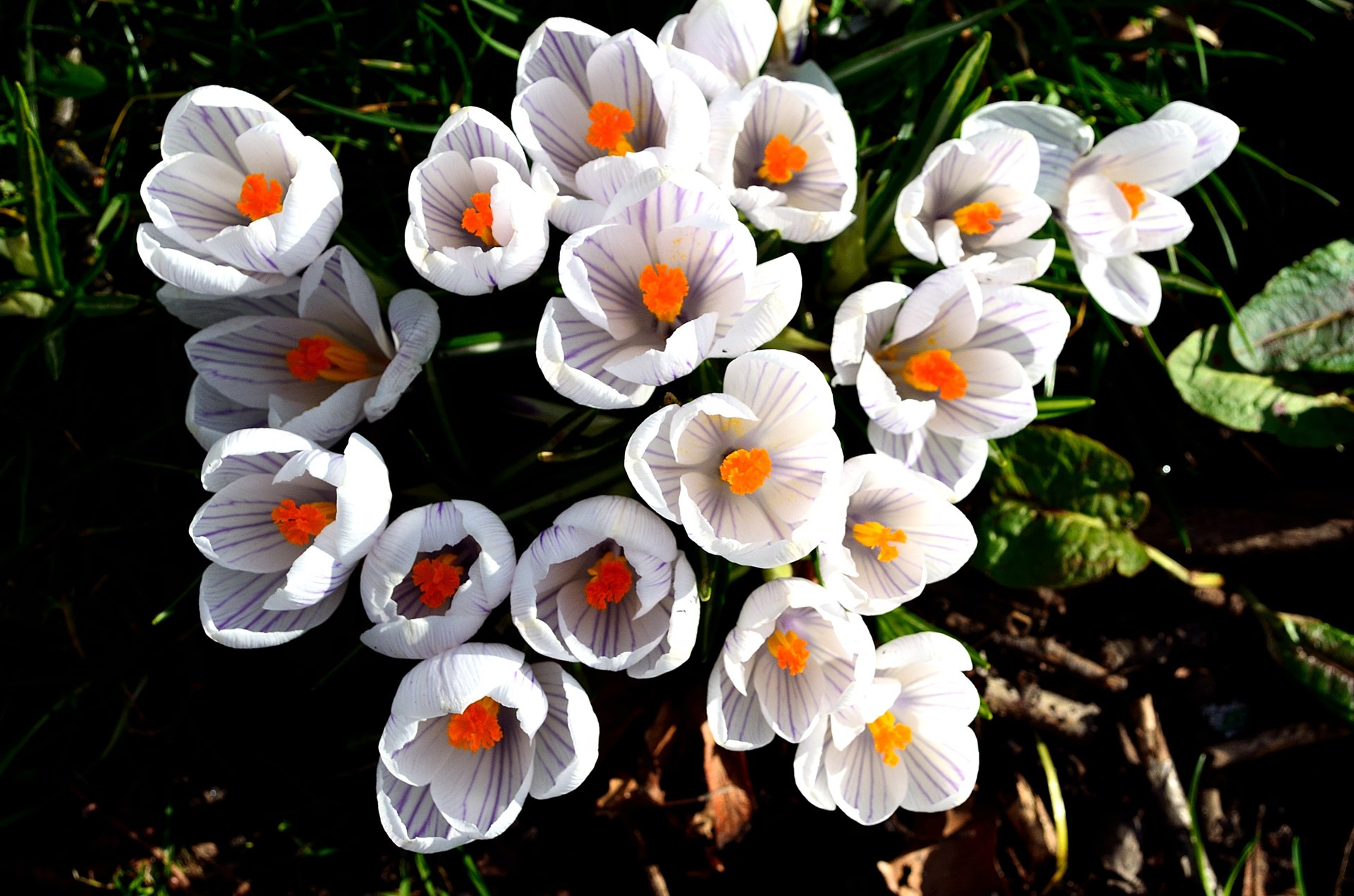 Bright spring flowers in the bright sun free image download