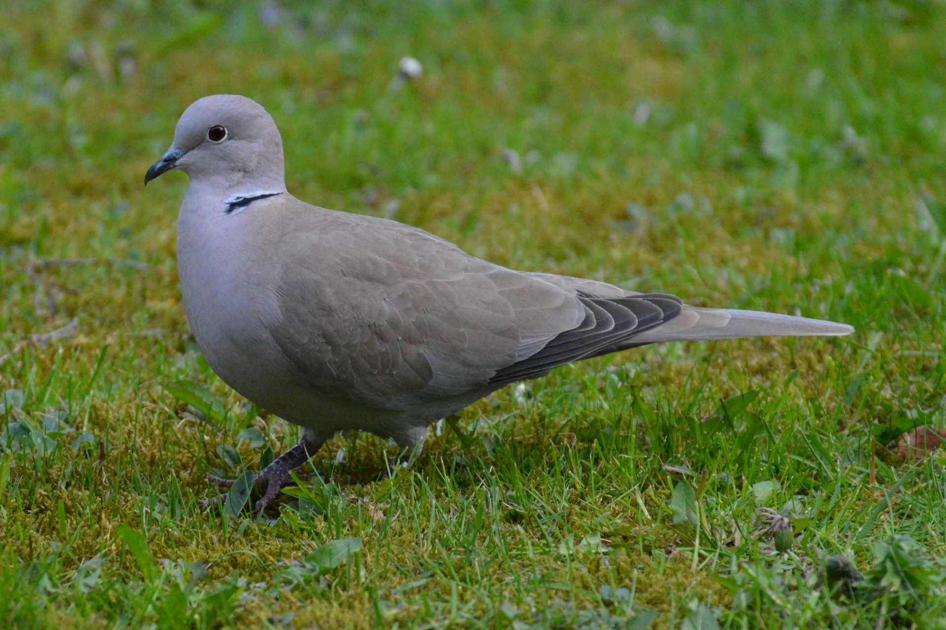 Glaring dove grey bird free image download