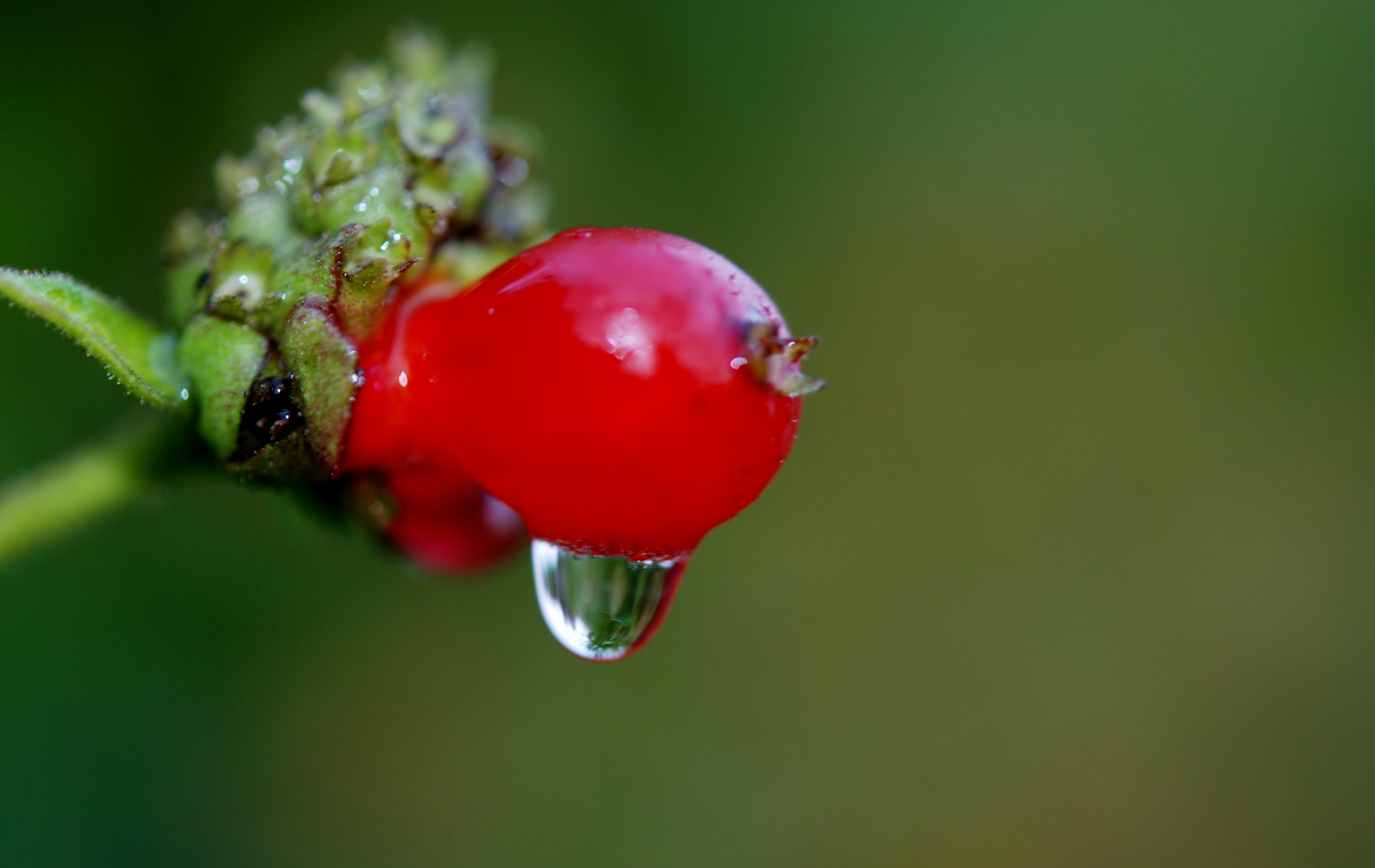 Macro photo of rain drop on a red berry free image download