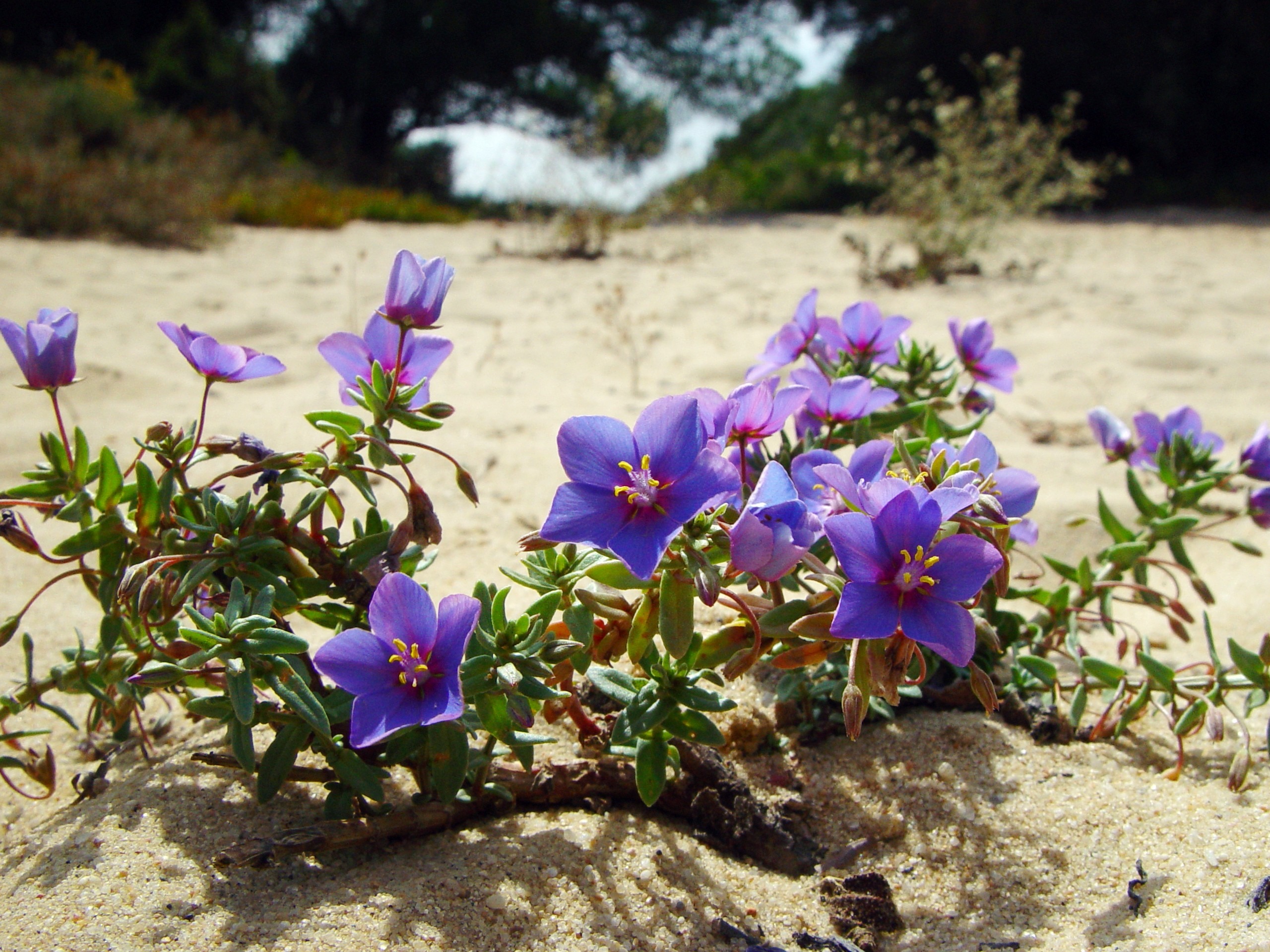 Purple flowers on sand in nature free image download