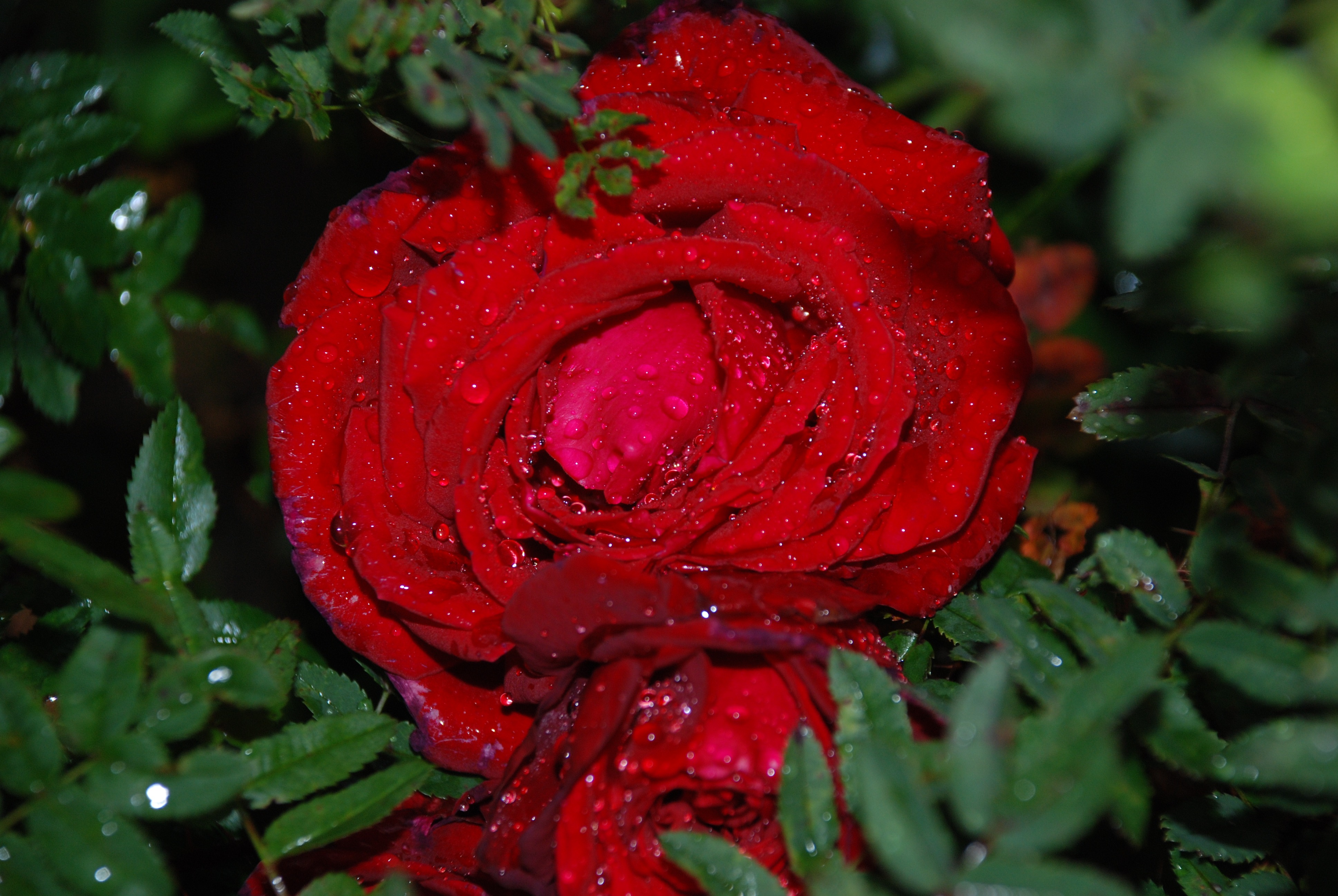 Red rose flower with drops close free image download