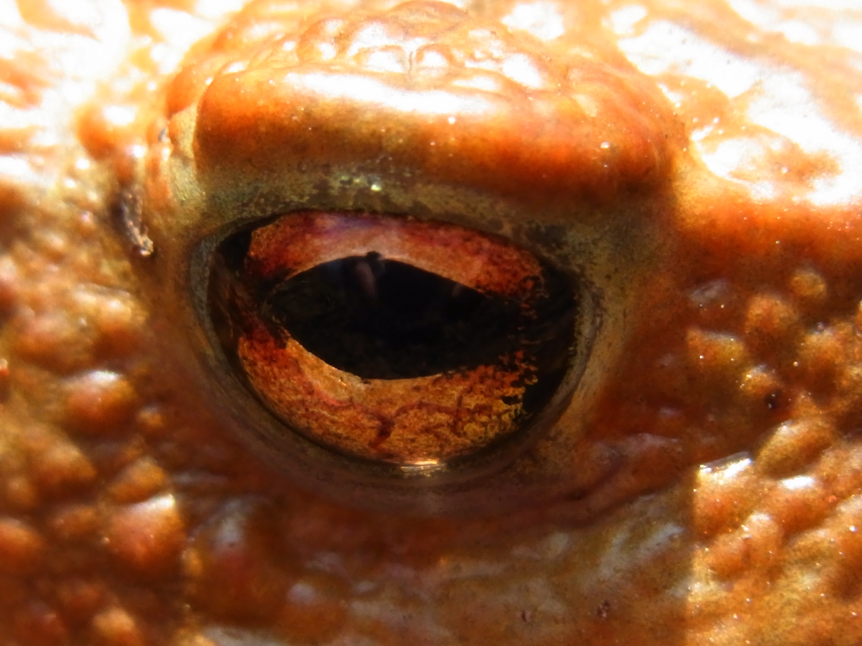 Toad's eye free image download