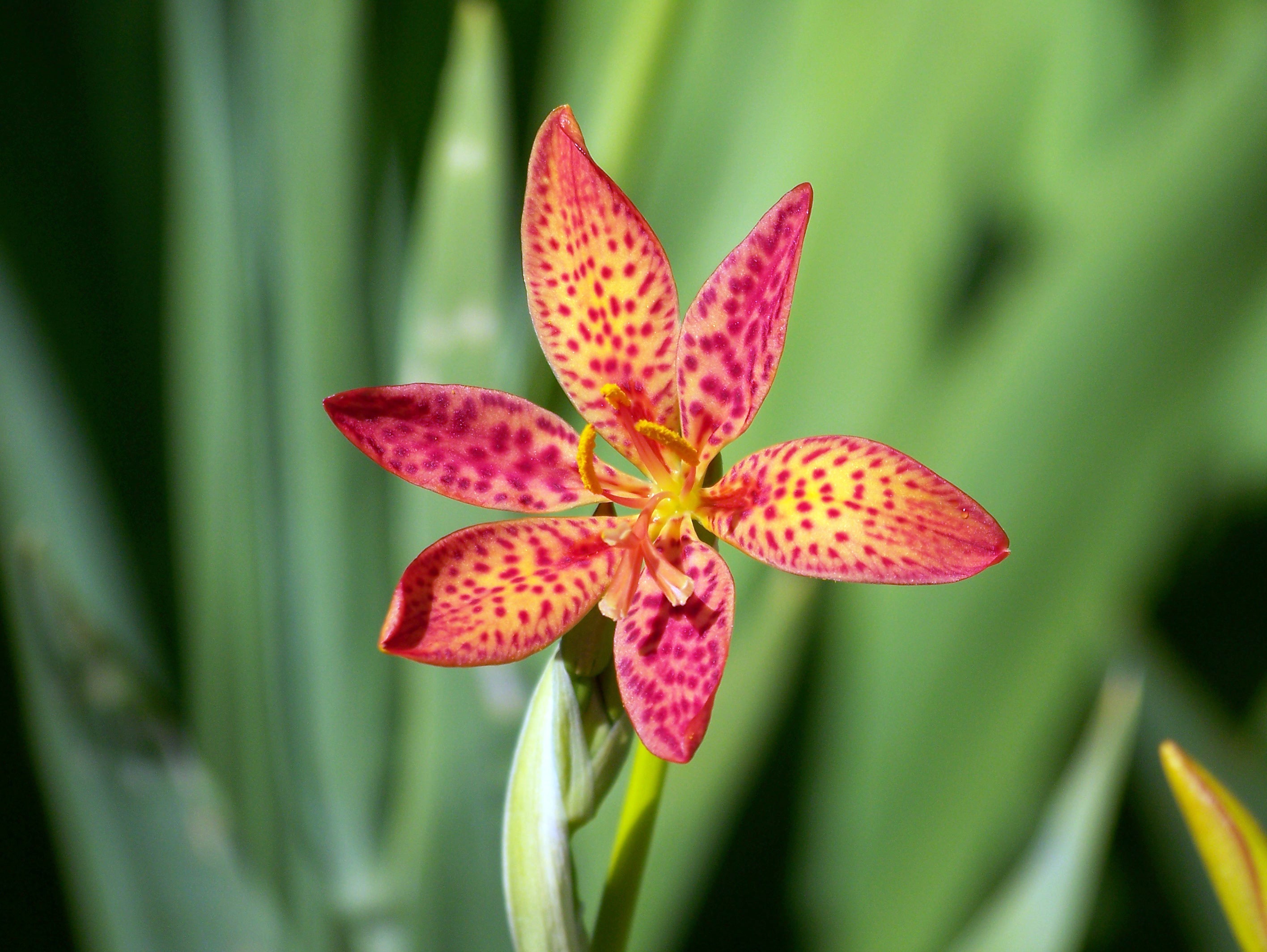 Pink spotted lily close up free image download