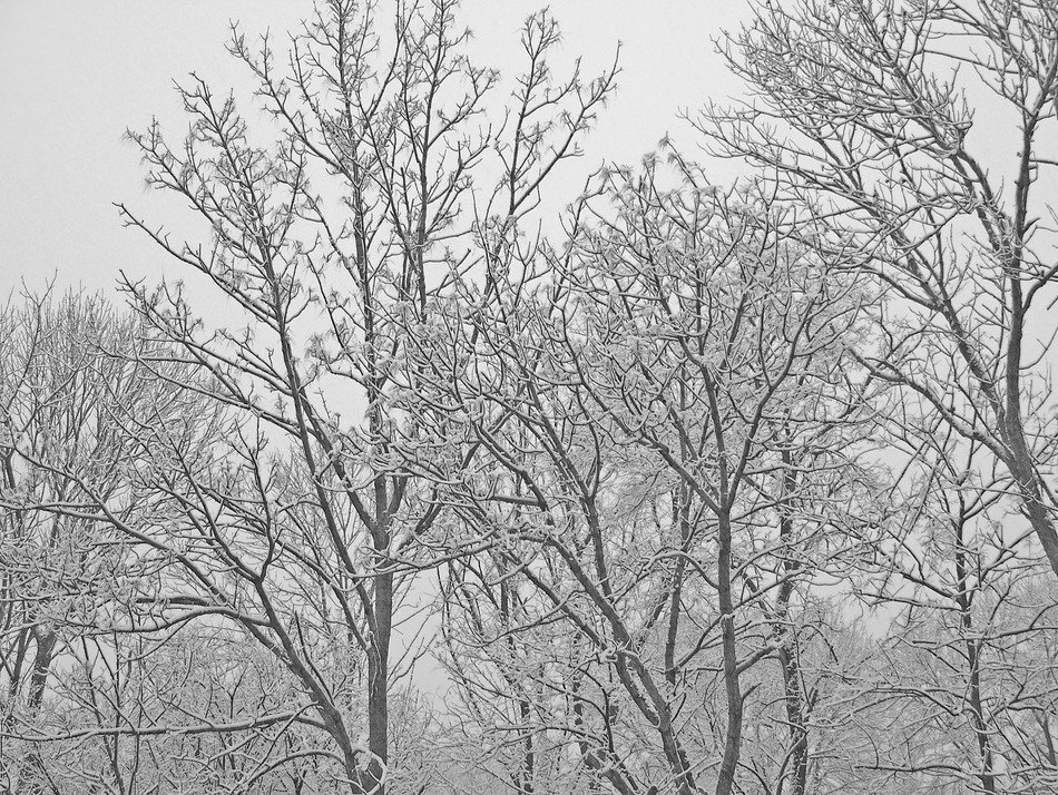 Snow-covered trees free image download