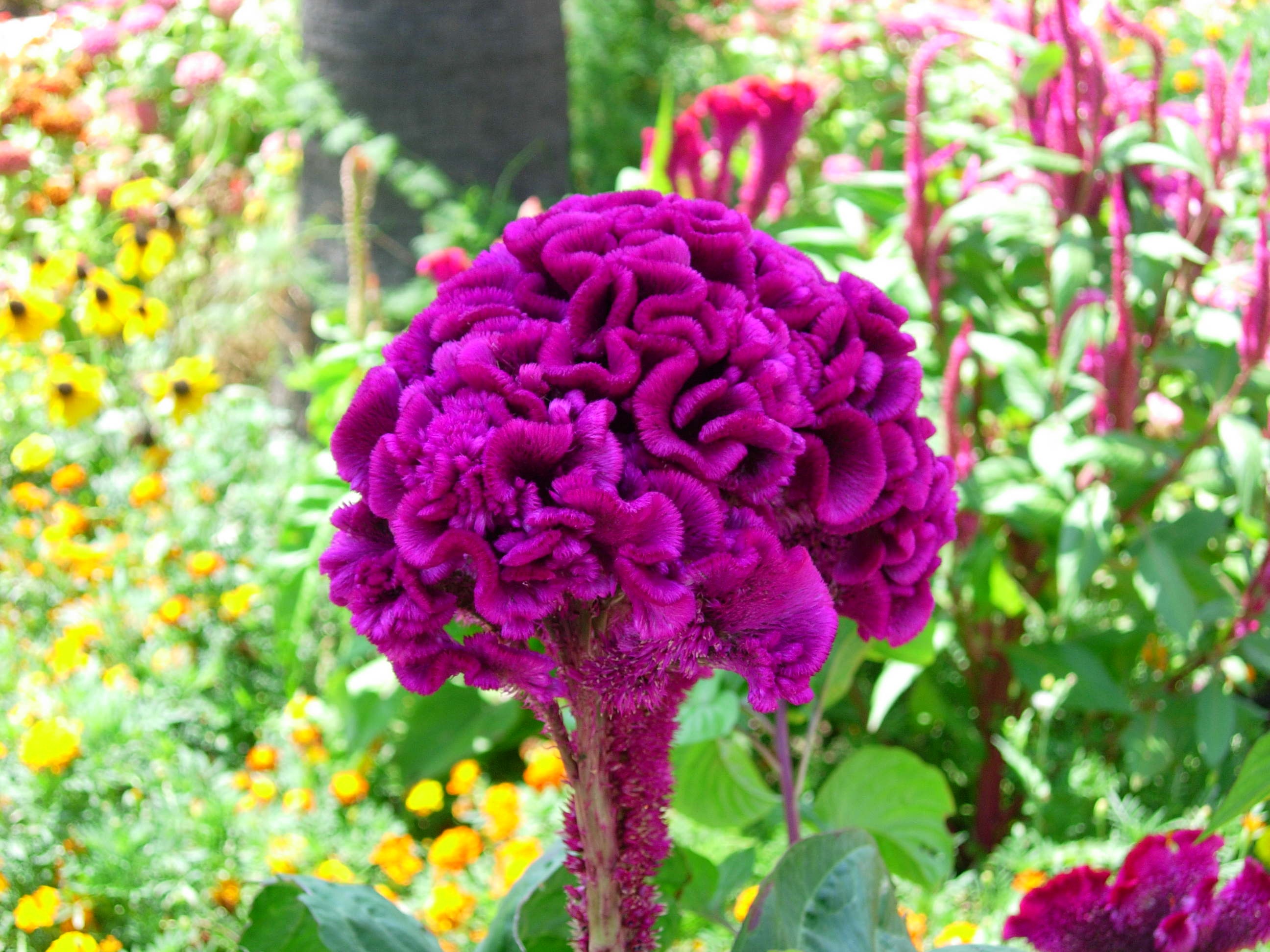 Exotic purple flower in the wildlife free image download