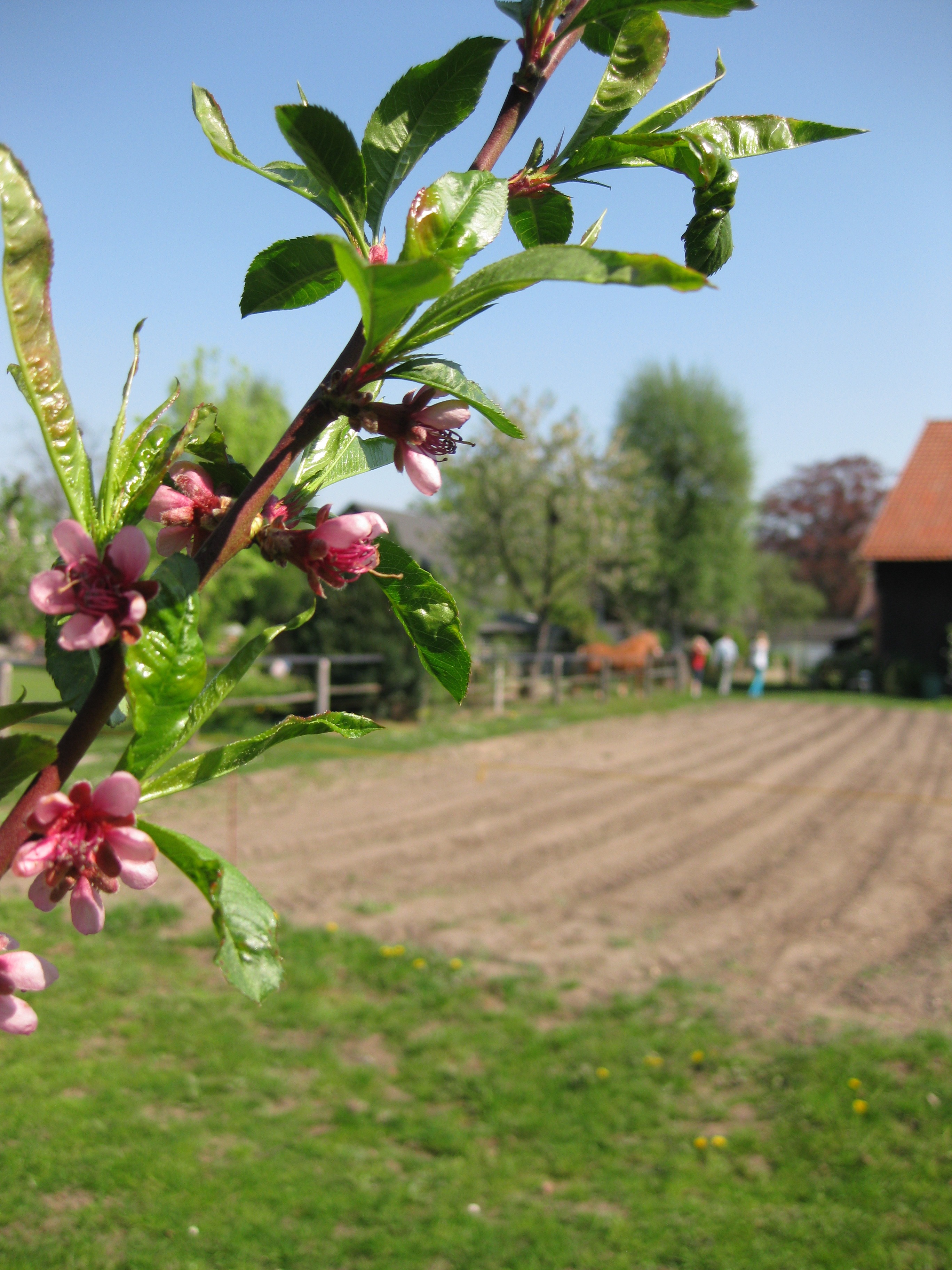 Peach tree blooming at farm free image download