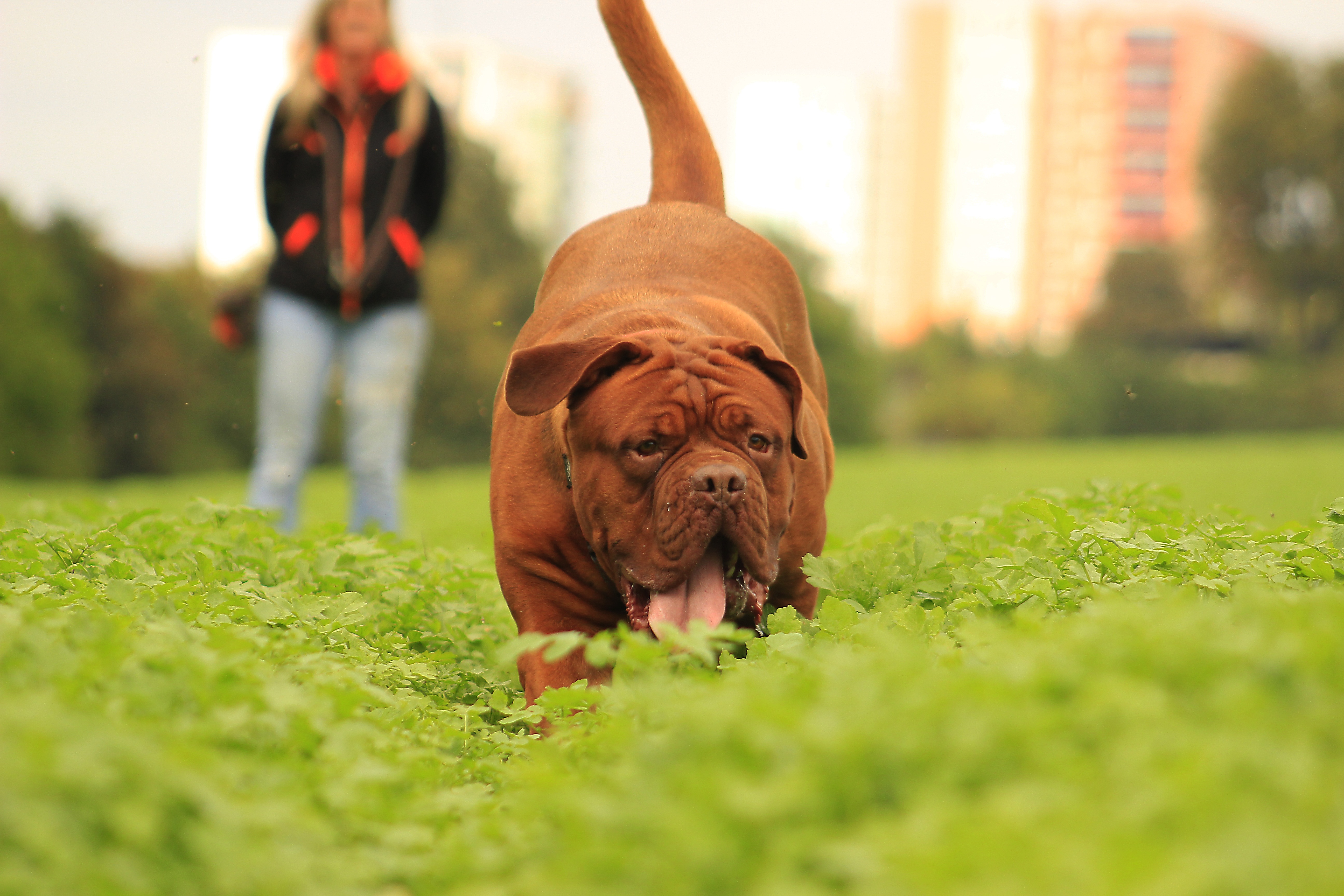 Morning walk with Mastiff free image download